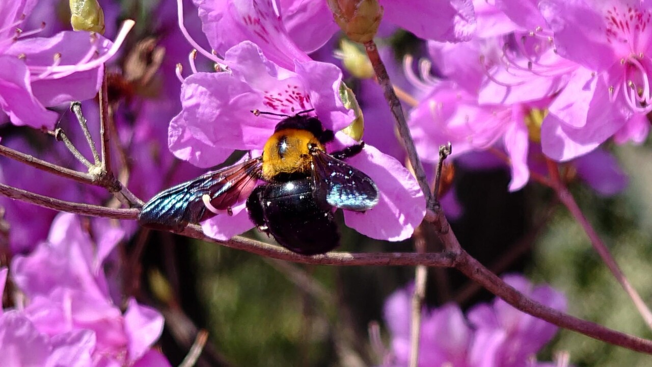 袴腰山-大代山-歓喜天 周回コースの地図・登山ルート・登山口情報 | YAMAP / ヤマップ