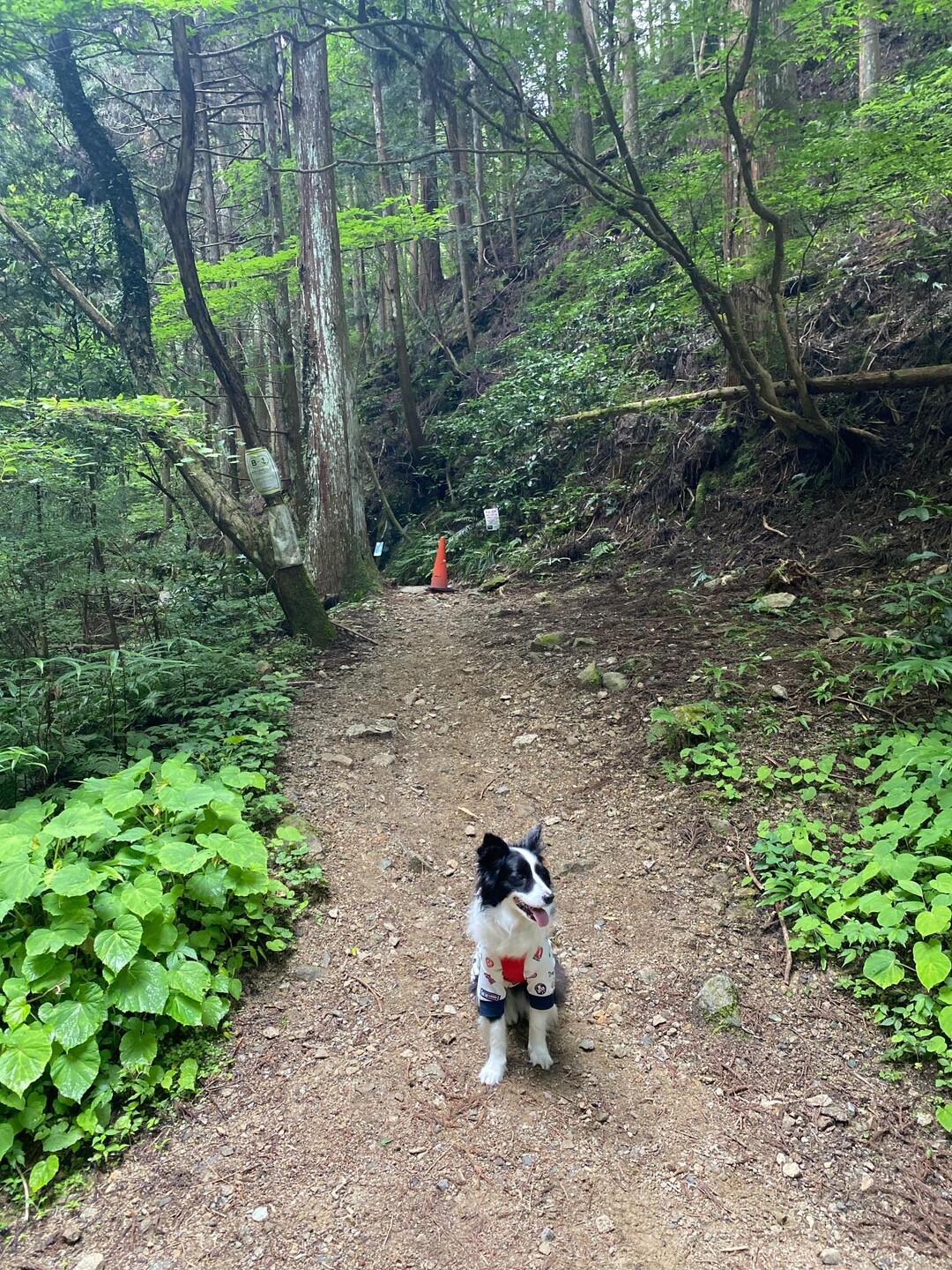 金剛山 Walk the dog / tetsuyasammyさんの金剛山・二上山・大和葛城山の活動データ | YAMAP / ヤマップ