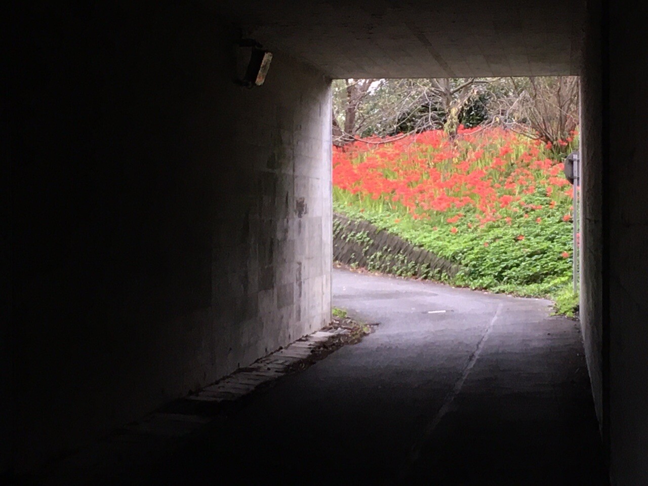 暇なのでぶらっと 散歩して海岸まで行って... / Koro さんのモーメント | YAMAP / ヤマップ