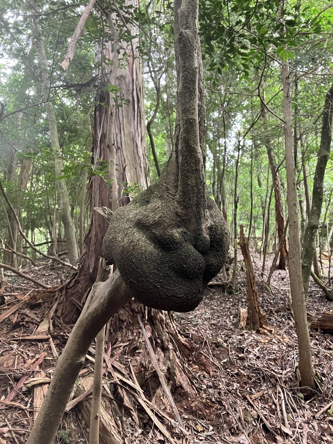 山歩禅-大文字38：我が家からの最短ルート / hitoさんの大文字山・如意ヶ嶽・稲荷山の活動データ | YAMAP / ヤマップ