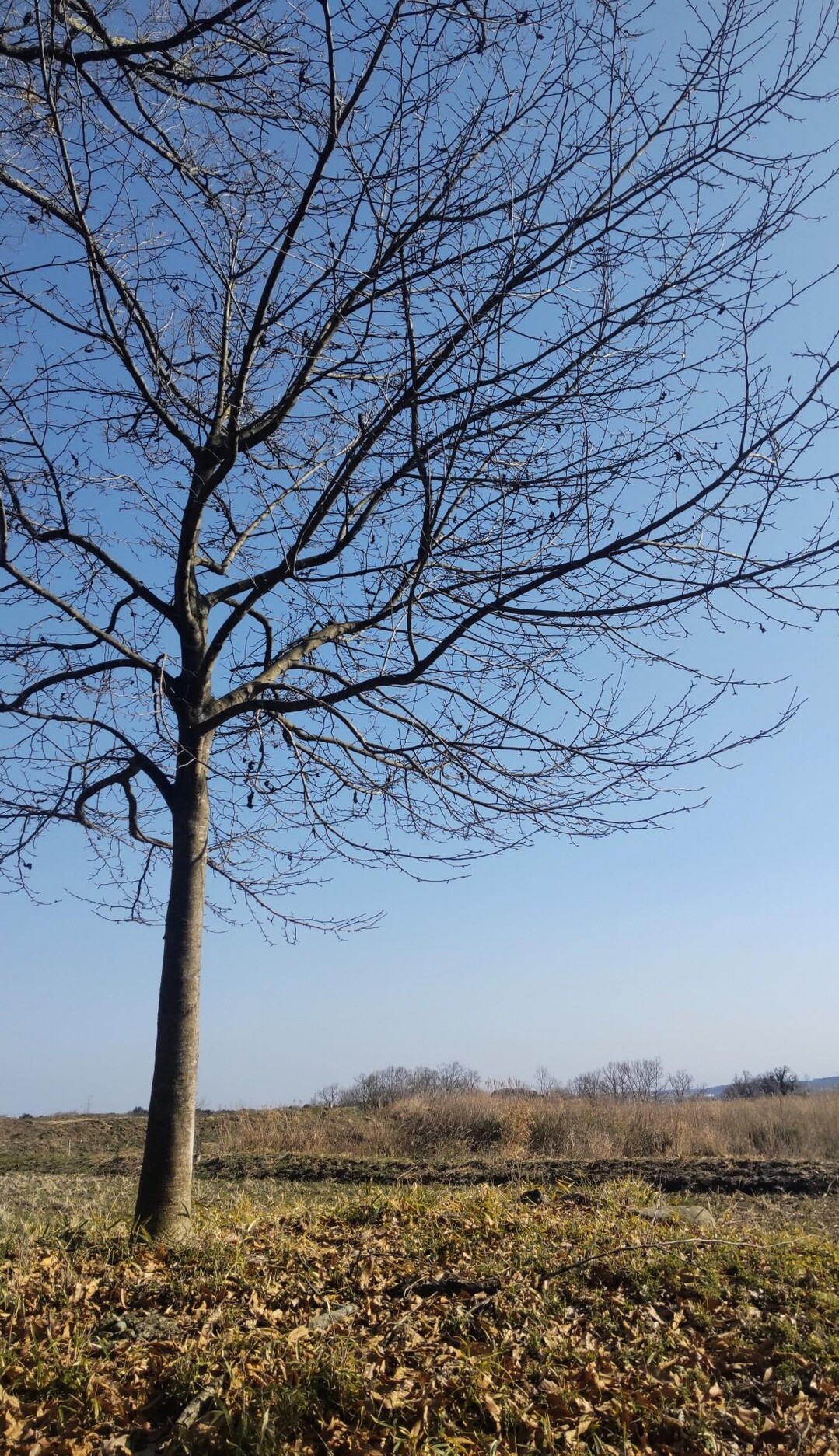 母の実力💔トホホ…😖 / akiさんの宝篋山・富岡山の活動データ | YAMAP / ヤマップ