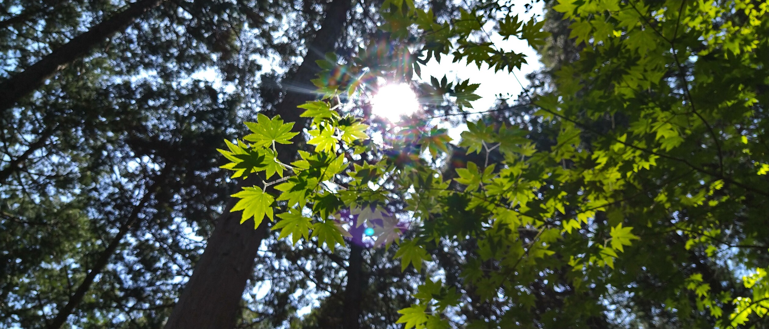 那岐山R4_＃6 / ひろしさんの那岐山・滝山・広戸仙の活動データ | YAMAP / ヤマップ