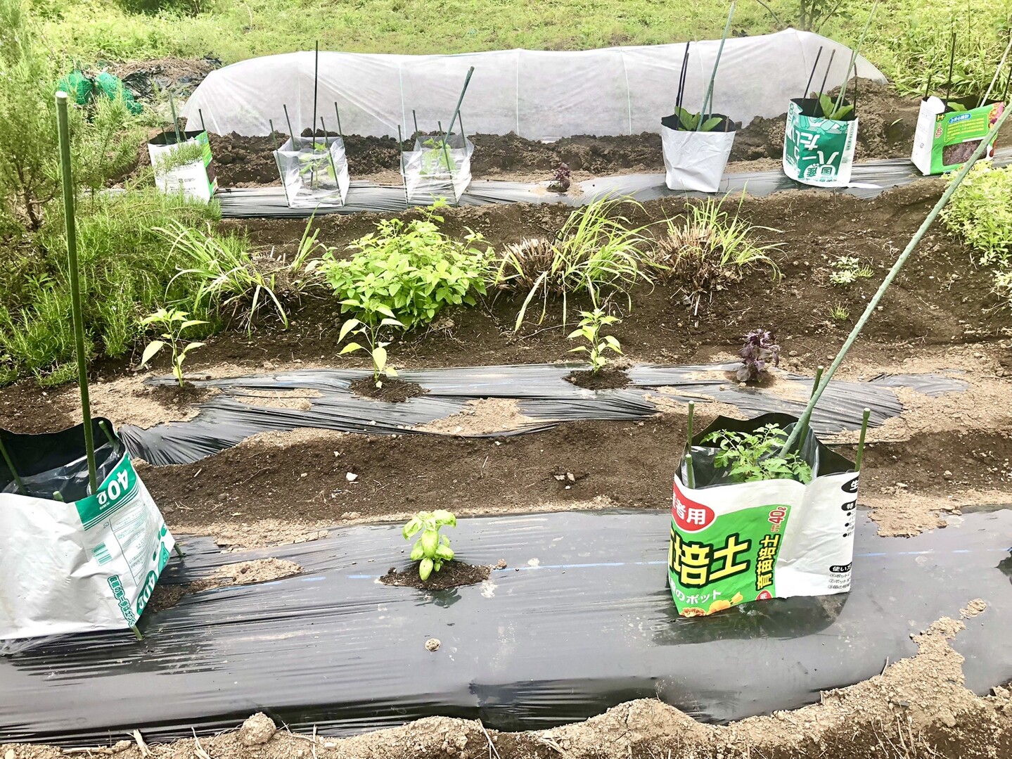 先週末は山を我慢して息子の野球と家庭菜園... / tataさんのモーメント | YAMAP / ヤマップ