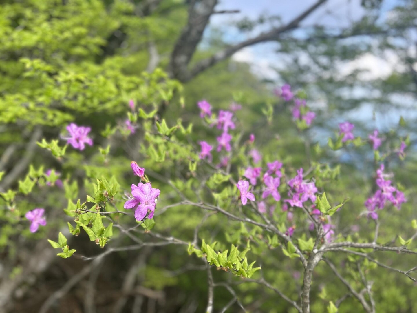 南岳 合宿② / misaさんの英彦山の活動データ | YAMAP / ヤマップ