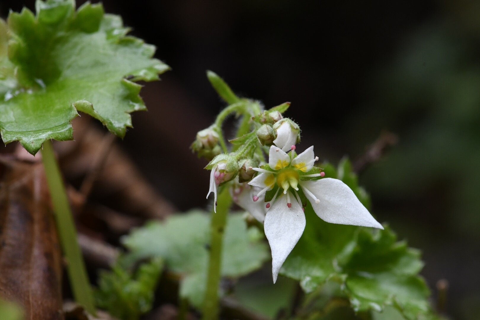 ハルユキノシタ / TAKKUNさんのウォーキングの活動データ | YAMAP / ヤマップ