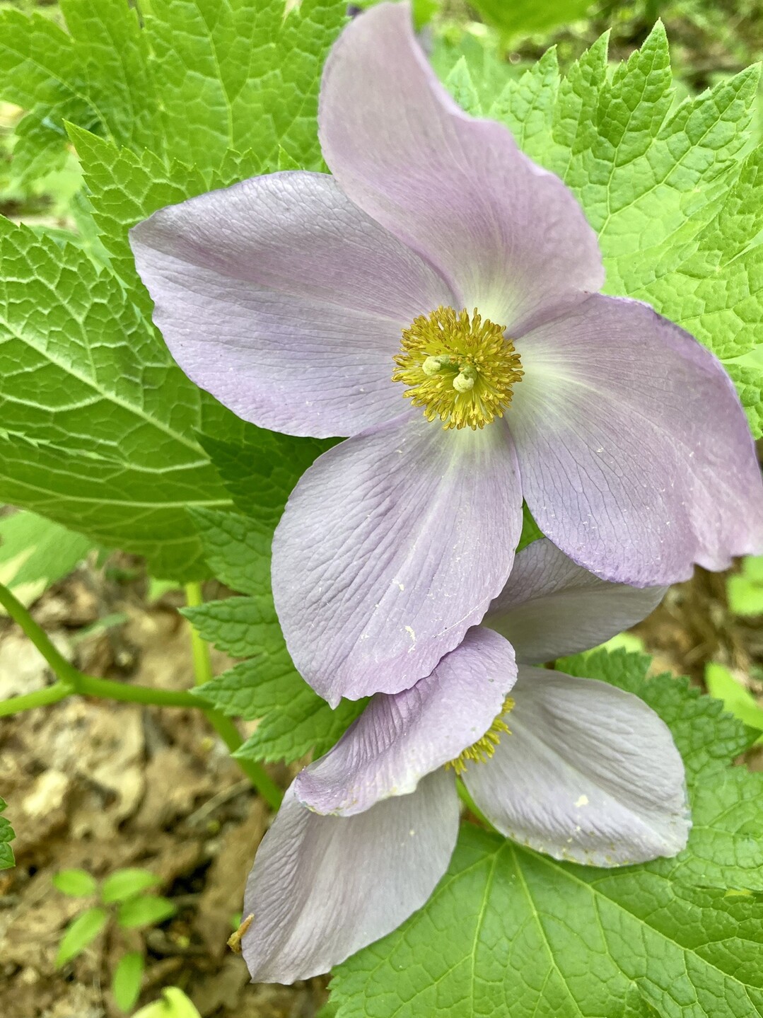 石花登山道 2022-05-19 / skipさんの佐渡島の活動データ | YAMAP / ヤマップ