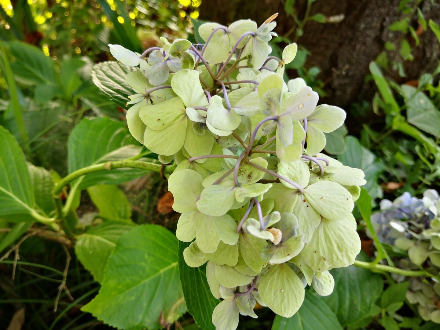 今日(7/26)の荒神山 🌄 暑い時期... / yoyoさんのモーメント | YAMAP / ヤマップ