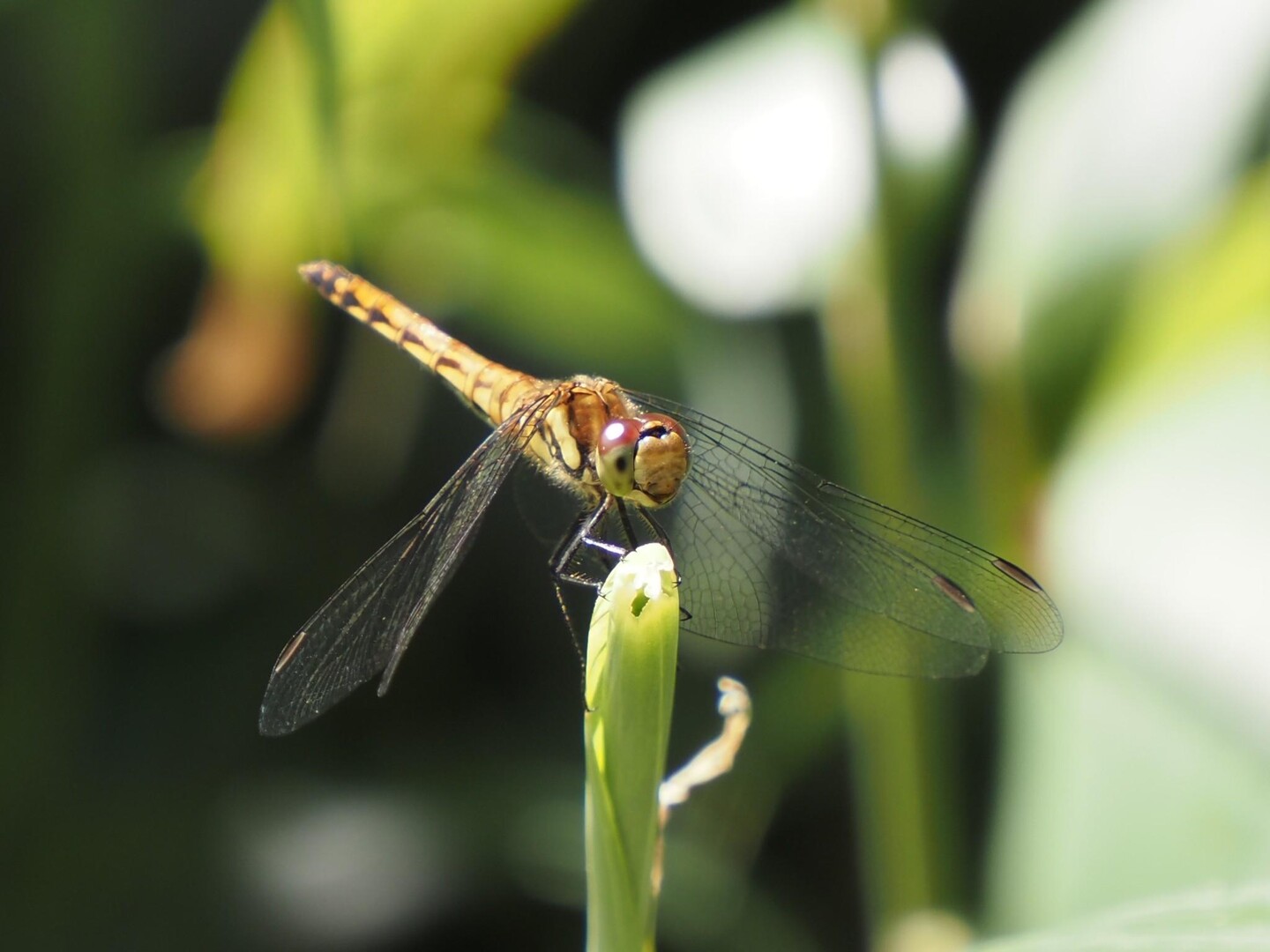 新潟遠征！妙高山ピストン（百名山） / Okamonさんの妙高山・火打山の活動データ | YAMAP / ヤマップ