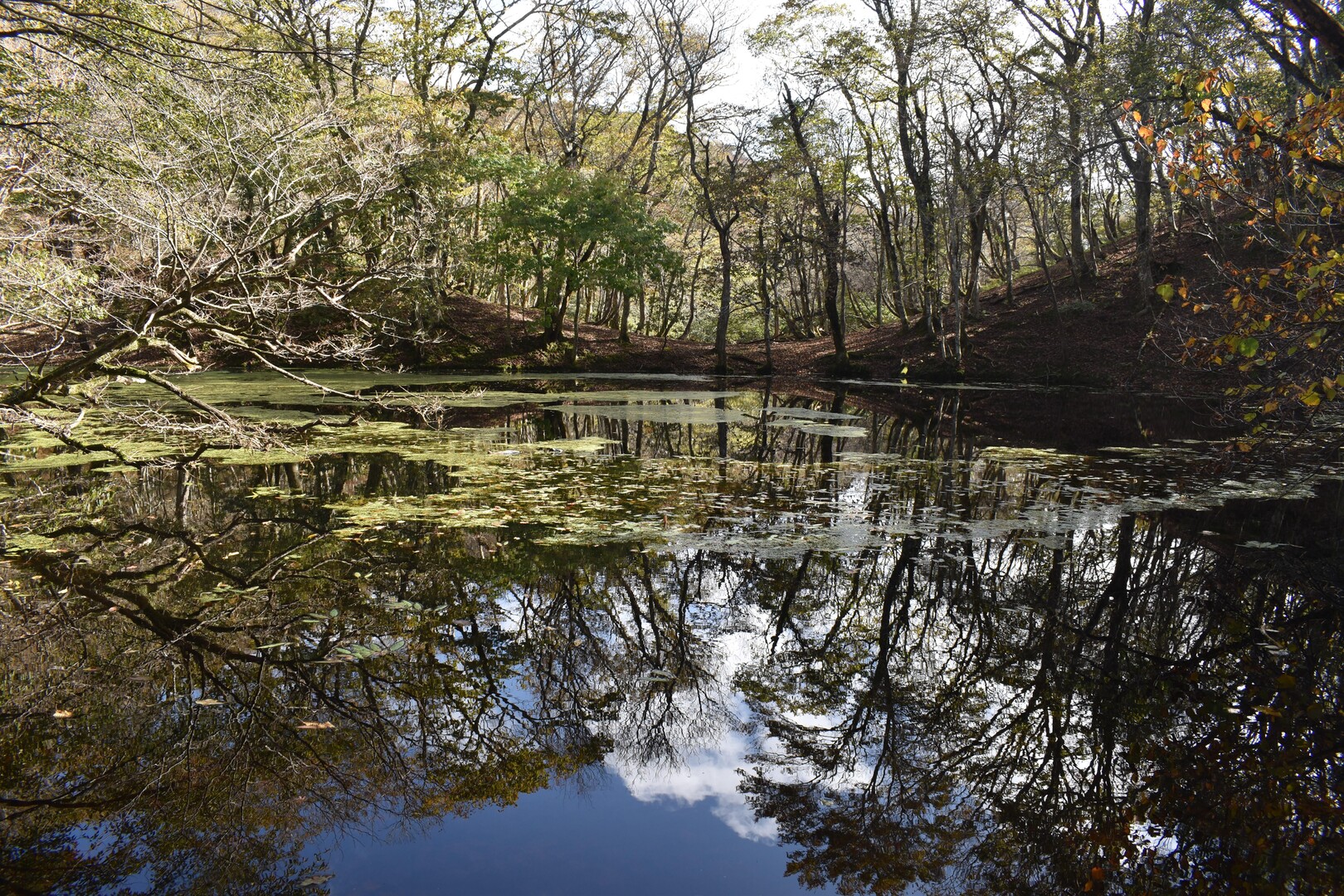 白滝山→蓬莱山 比良山上の池めぐり / YANAPYさんの比良山地・武奈ヶ岳・釈迦岳の活動データ | YAMAP / ヤマップ