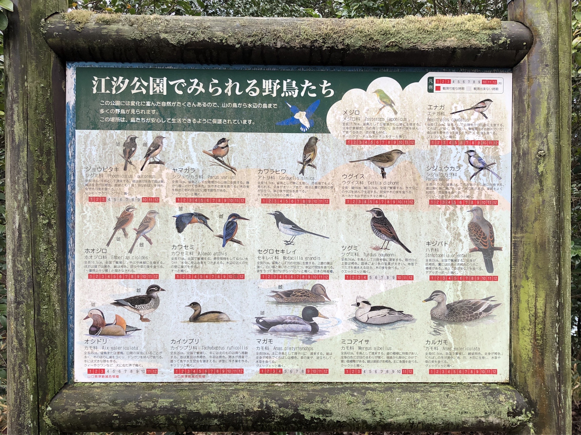 江汐公園 お散歩 / neroliさんの山陽小野田市の活動データ | YAMAP / ヤマップ