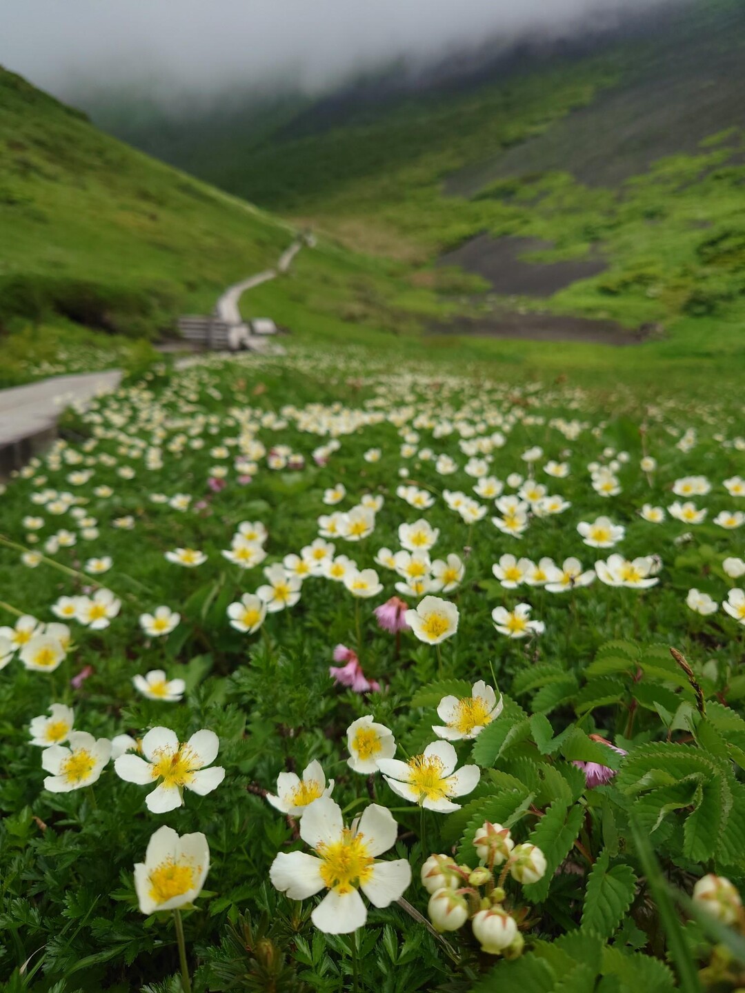 男岳・横岳 / mizuさんの秋田駒ヶ岳・男女岳・貝吹岳の活動データ | YAMAP / ヤマップ