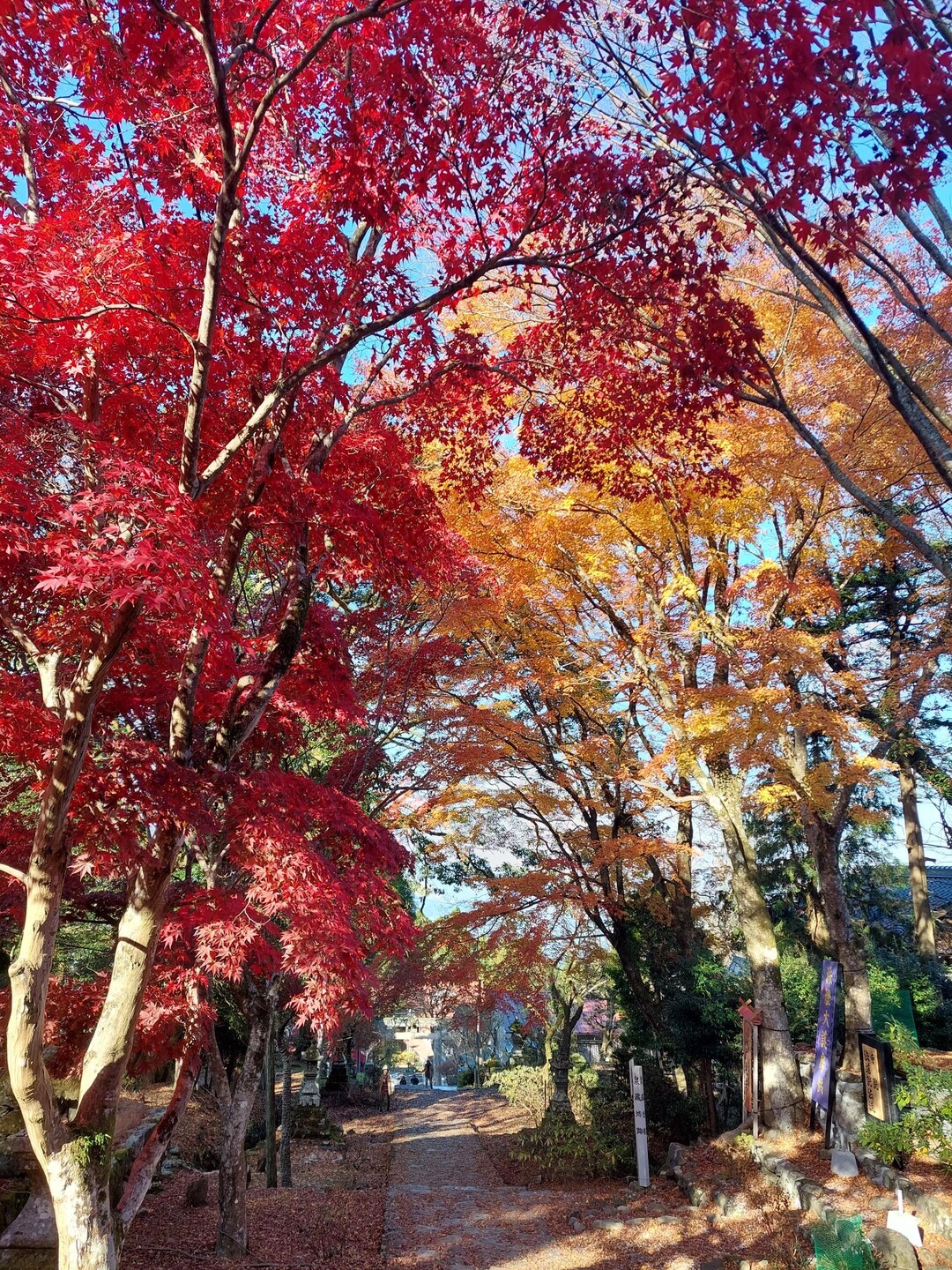 英彦山-2022-11-27 / Bekkouneko_Cocoさんの英彦山の活動データ | YAMAP / ヤマップ