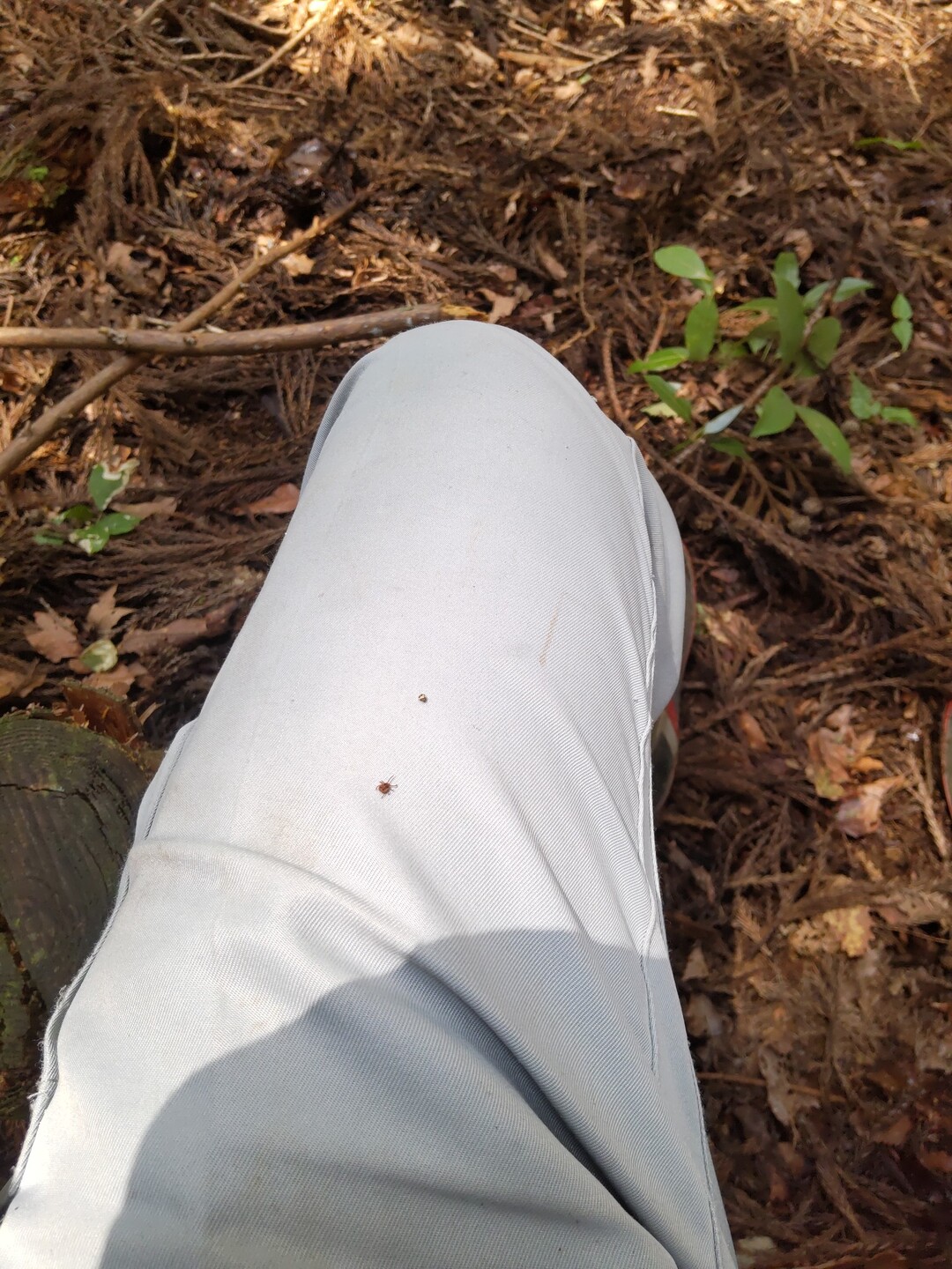 明日は｢山の日｣です。㊗️🙌🎌 残念... / Mt.OKA🎃さんのモーメント | YAMAP / ヤマップ