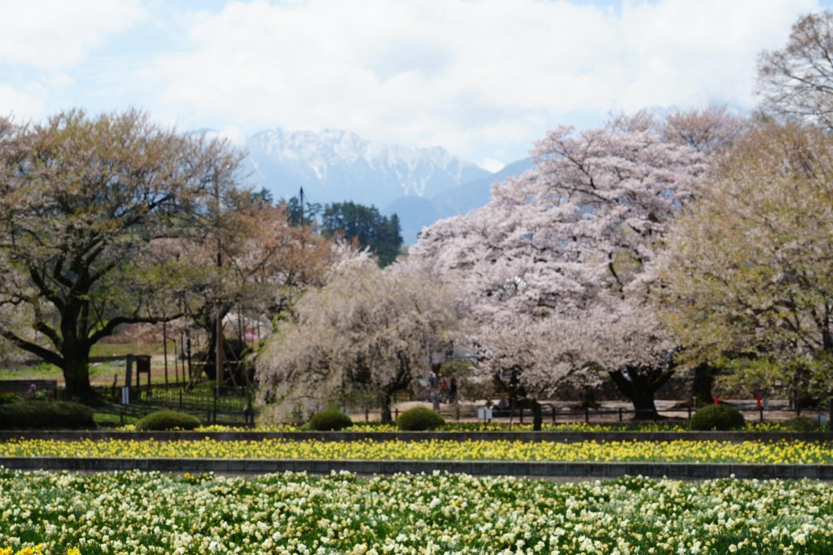 山梨県北杜市の神代桜を見てきました。樹齢... / リタイアSUPさんのモーメント | YAMAP / ヤマップ