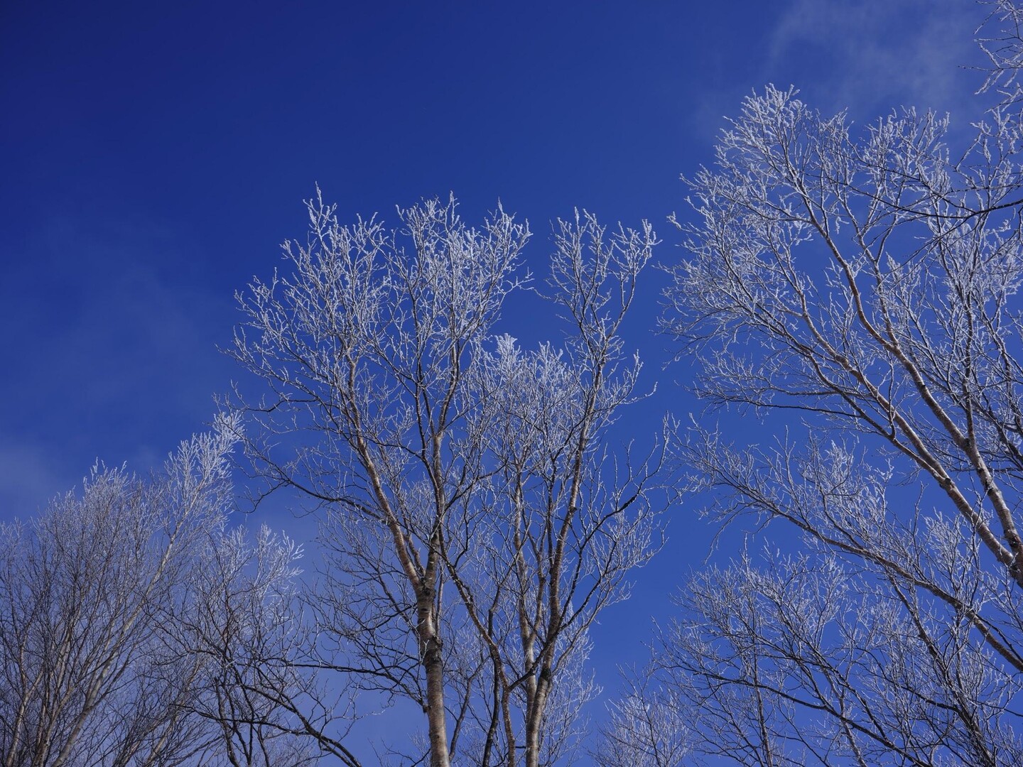 毛無山から雨ヶ岳へ / もりやけさんの毛無山・雨ヶ岳・竜ヶ岳の活動データ | YAMAP / ヤマップ