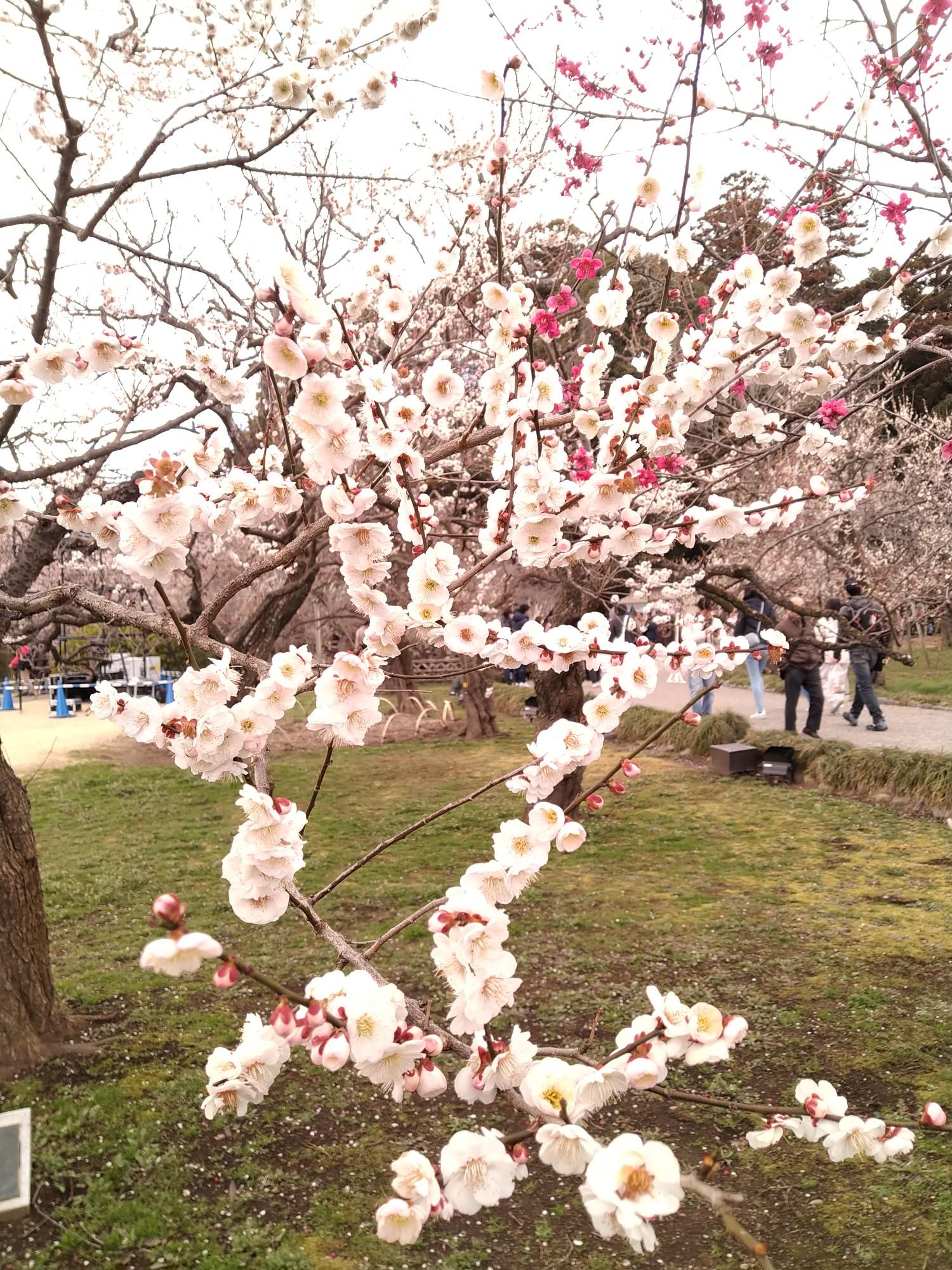 WLK🚶‍♀:偕楽園@水戸 / のりさんの登山の活動データ | YAMAP / ヤマップ