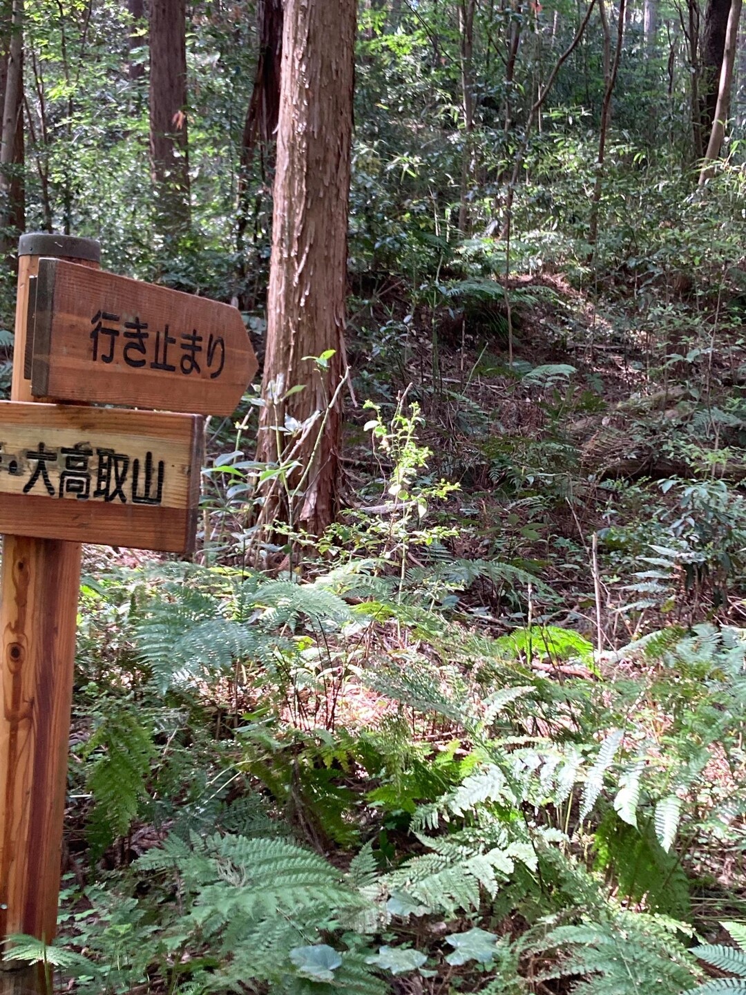 BAYSさんの投稿したフィールドメモ | YAMAP / ヤマップ