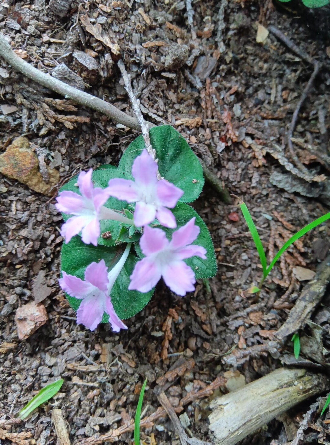 中ノ嶺 R6.5.26 / ミーさんさんの場照山の活動日記 | YAMAP / ヤマップ