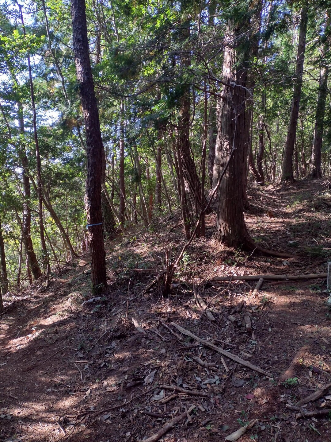 sin-yaさんの投稿したフィールドメモ | YAMAP / ヤマップ