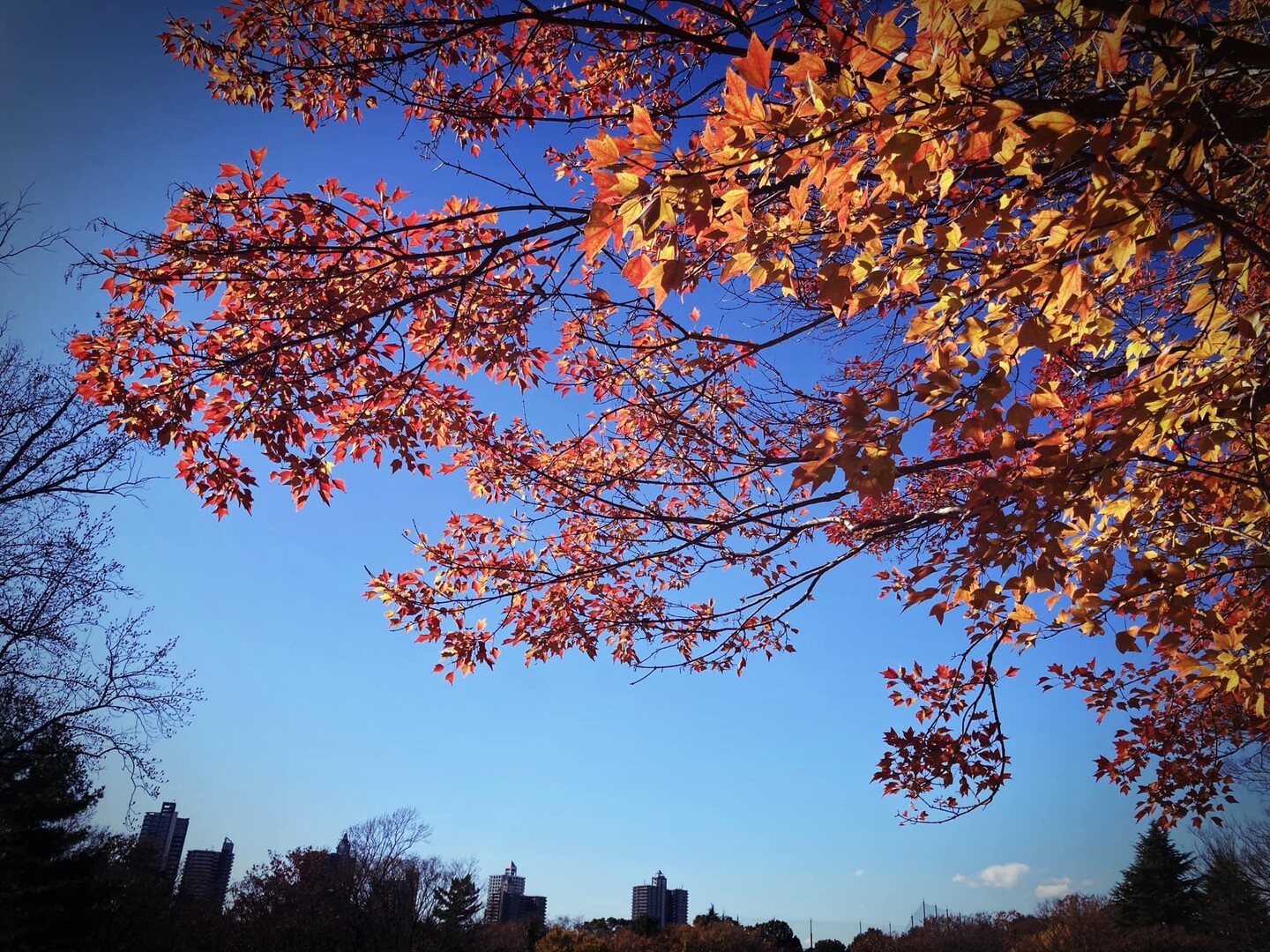 フォトグラファー心が動いて、地元所沢航空... / koitakaさんのモーメント | YAMAP / ヤマップ