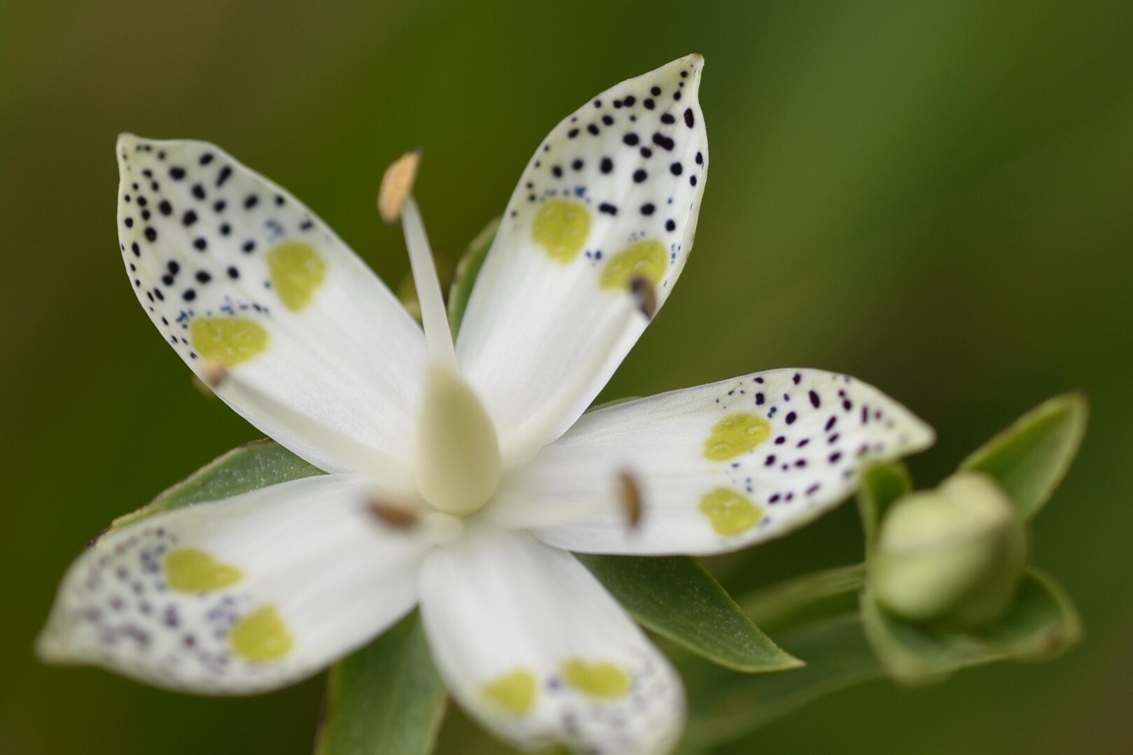 前菜の予定が『霧ヶ峰』先ずは去年にホンマの「霧ヶ峰」を体験した地からスタート!! / toshi0113さんの霧ヶ峰・車山・大笹峰の活動データ | YAMAP / ヤマップ