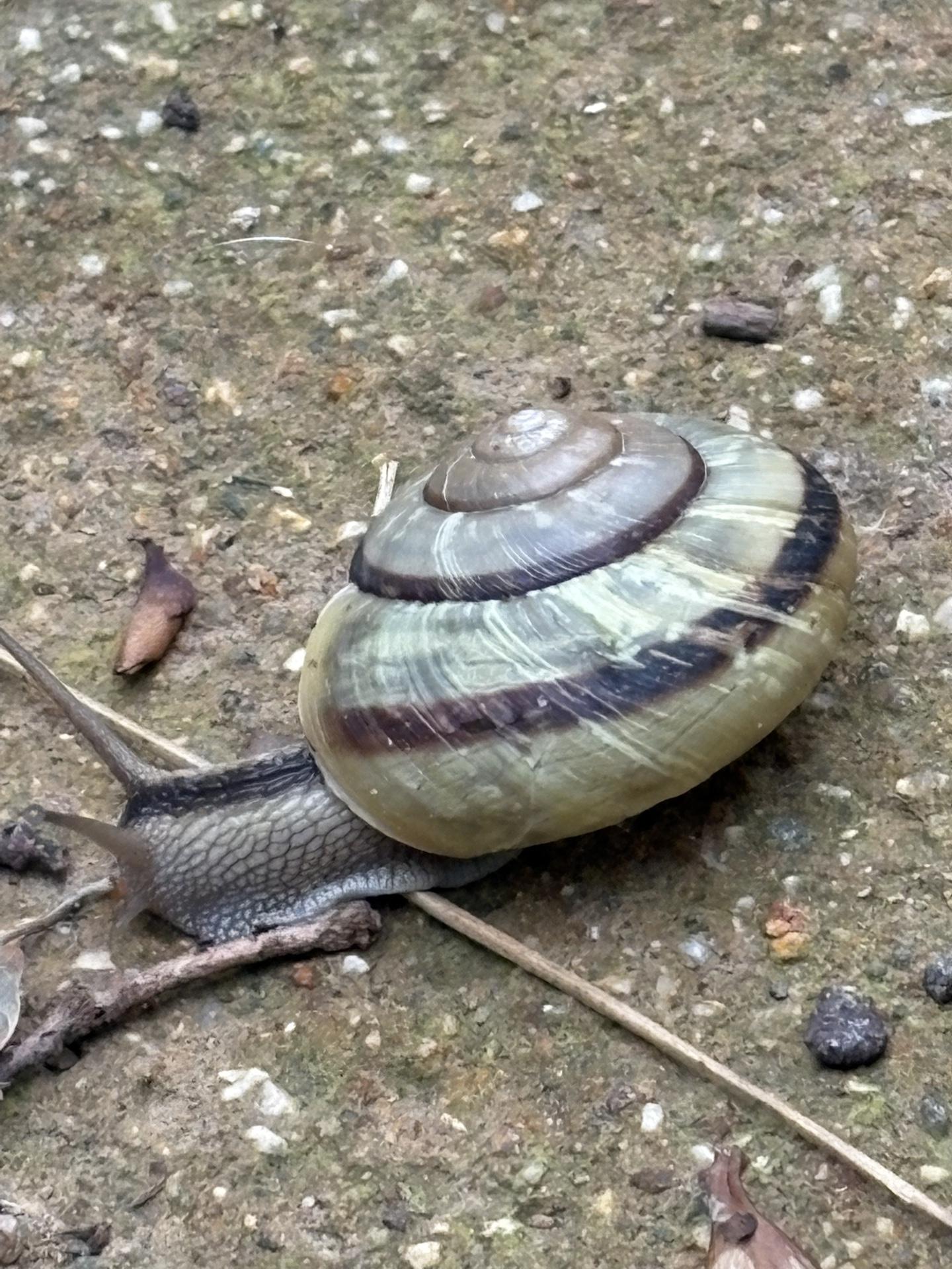 ☁️のち☀️ 天筒山 / miniさんの天筒山・中池見湿地の活動データ | YAMAP / ヤマップ
