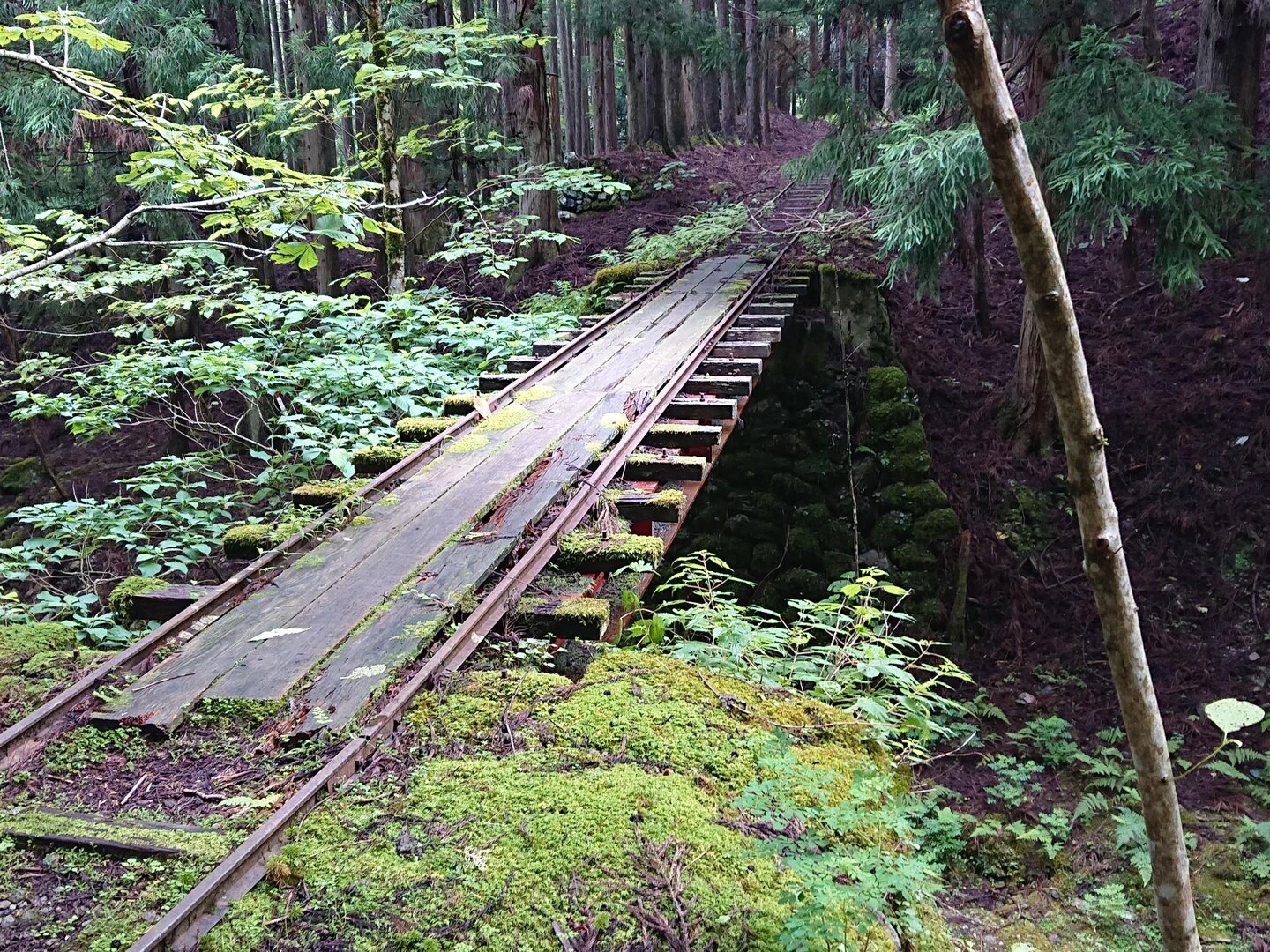 芦生の森 旧トロッコ道 ヒルがいっぱい-2024-07-13 / totoさんの美山川の活動データ | YAMAP / ヤマップ