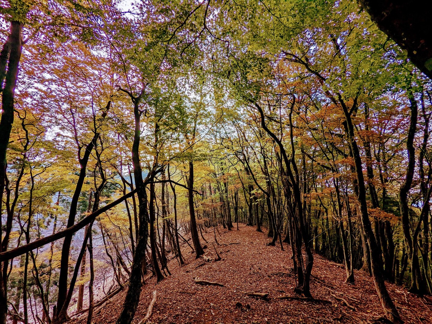 😃弥仙山💦関西百名山#48 / "satoh"さんの弥仙山の活動データ | YAMAP / ヤマップ