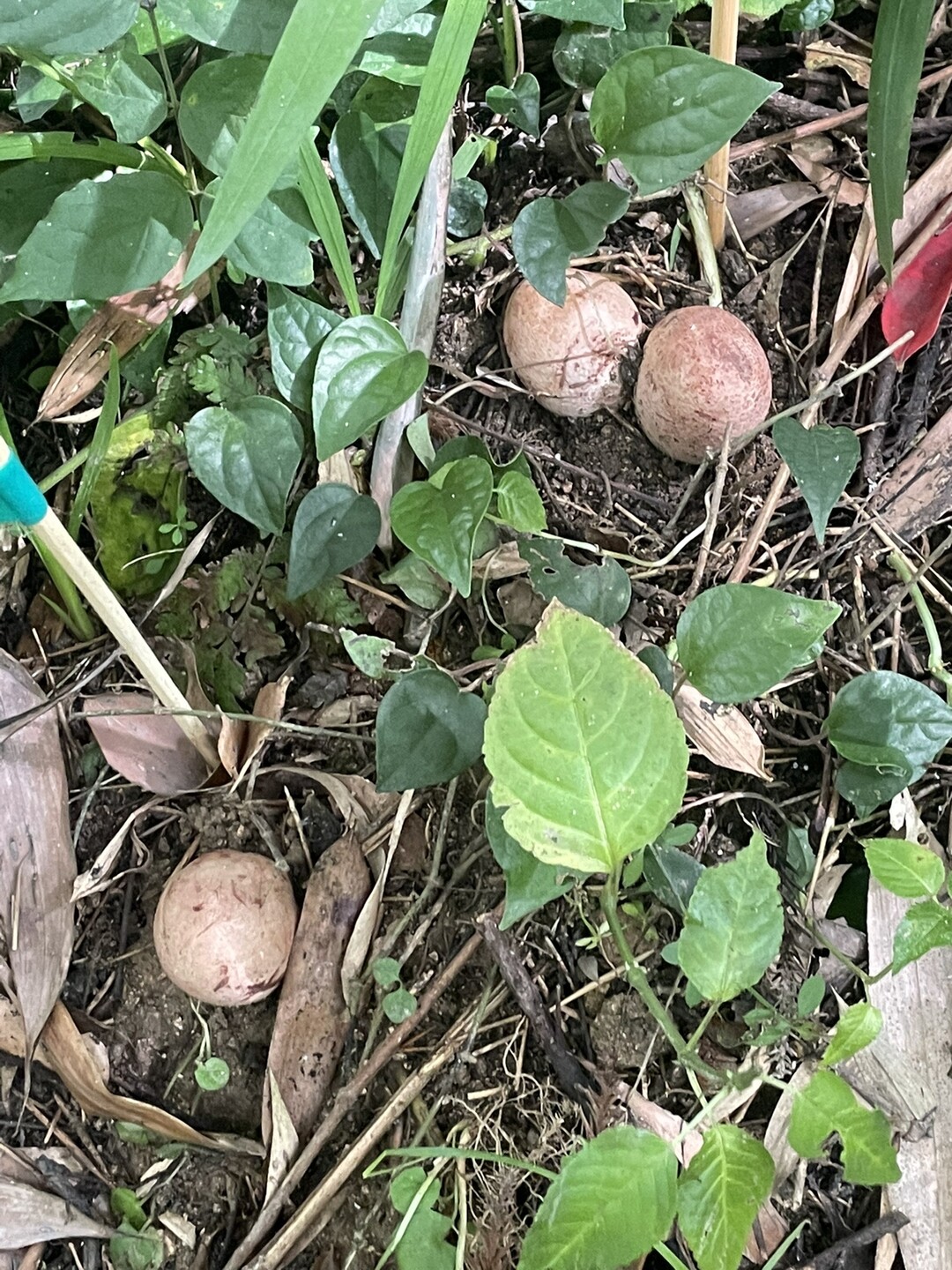 許斐山・尾立山 / JBT5さんの許斐山の活動日記 | YAMAP / ヤマップ