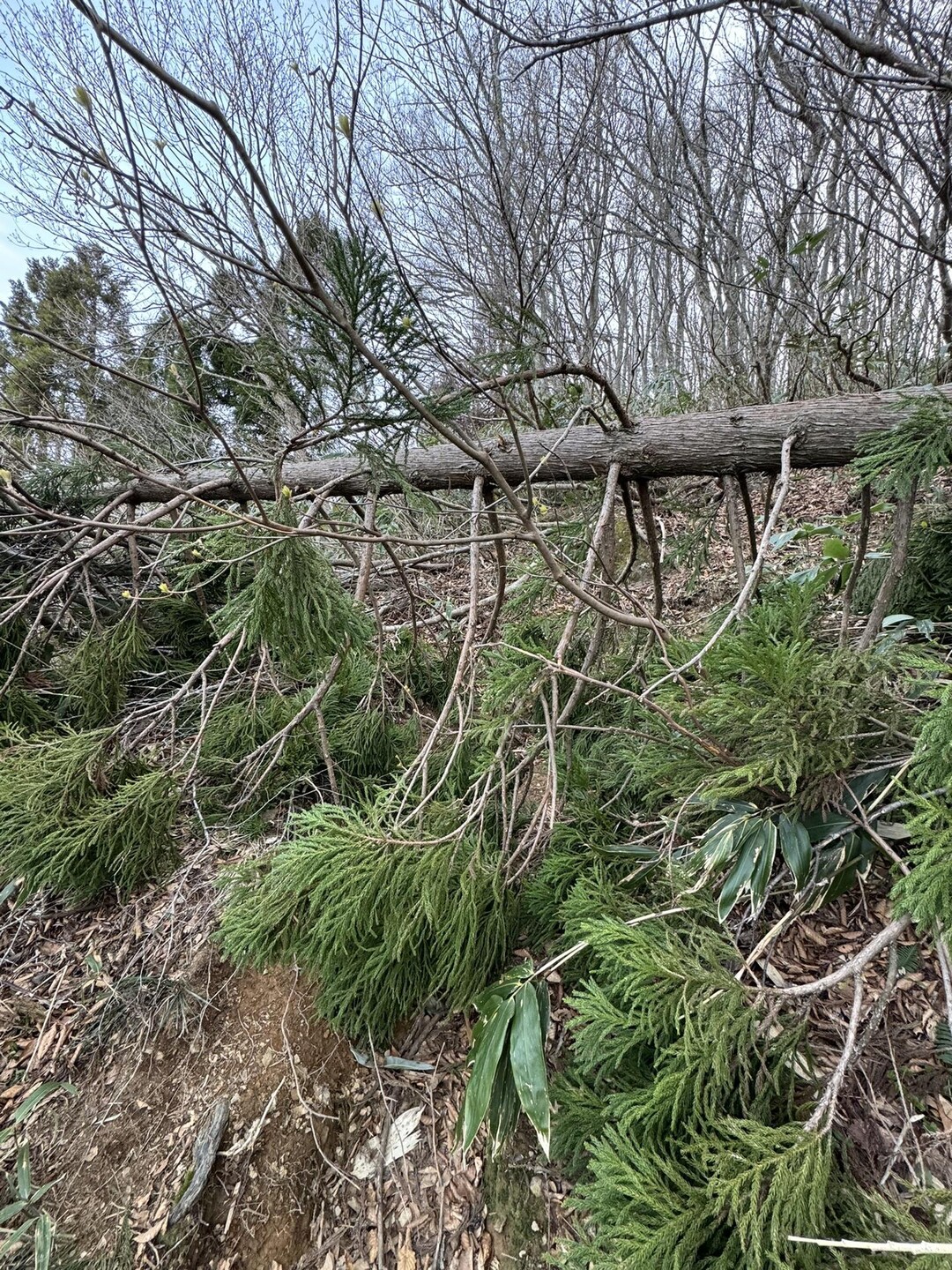 lunarianさんの投稿したフィールドメモ | YAMAP / ヤマップ