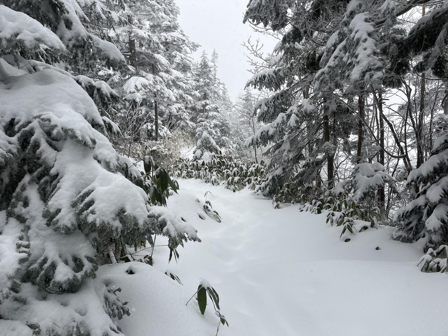 雪山始動は西穂でラッセル☃️ / kick x3さんの槍ヶ岳・穂高岳・上高地の活動データ | YAMAP / ヤマップ