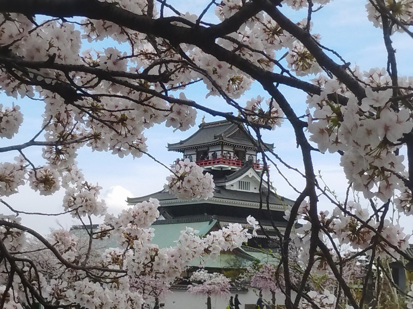 花見と🍺 / tsさんのモーメント | YAMAP / ヤマップ