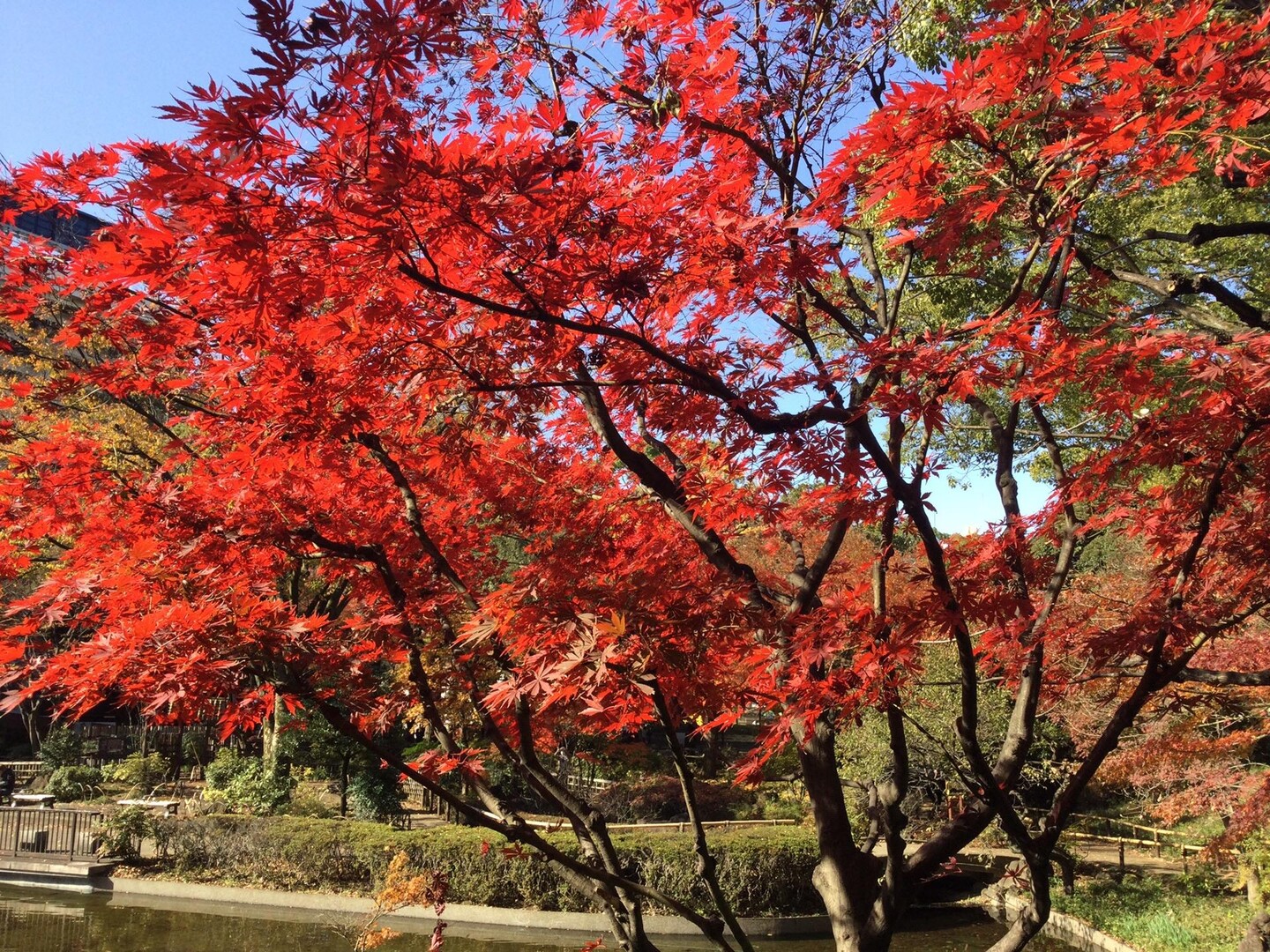 横浜中央エリア-2022-12-14 / mickeyさんのウォーキングの活動データ | YAMAP / ヤマップ