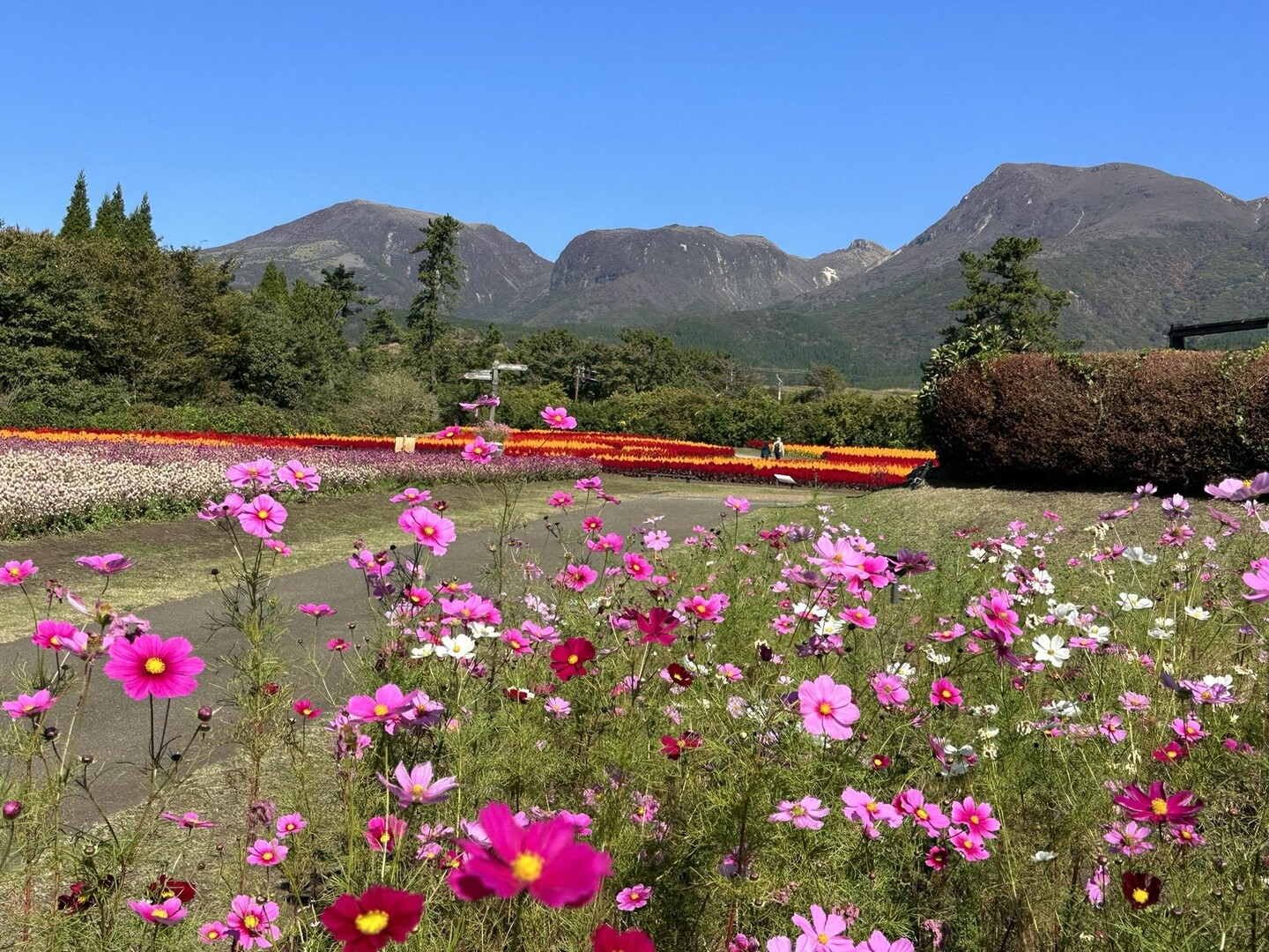 大分県竹田市にある『くじゅう花公園』へ、... / tiroさんのモーメント | YAMAP / ヤマップ