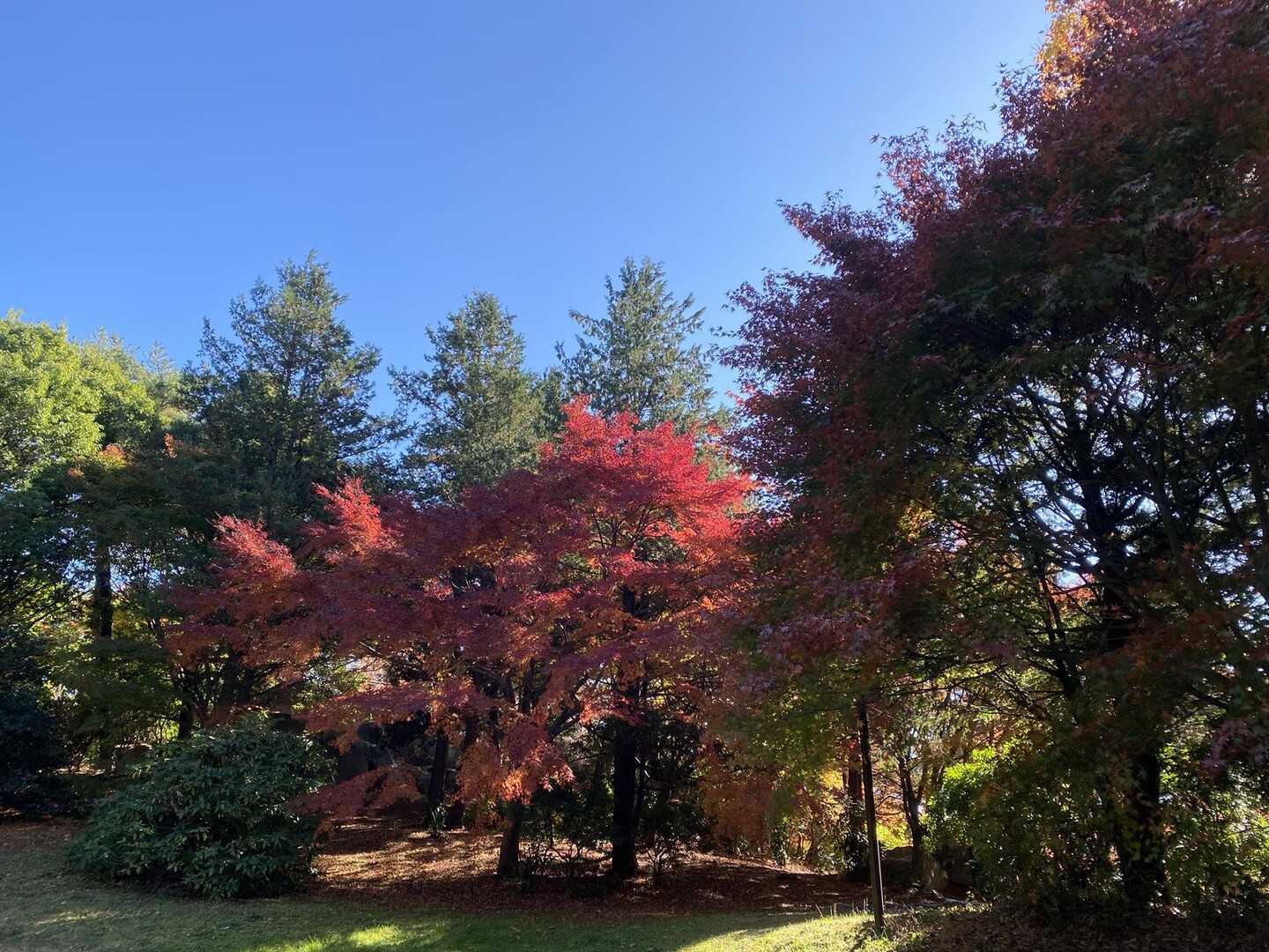本日は昭和記念公園に。 秋晴れで園内の紅... / mieeさんのモーメント | YAMAP / ヤマップ