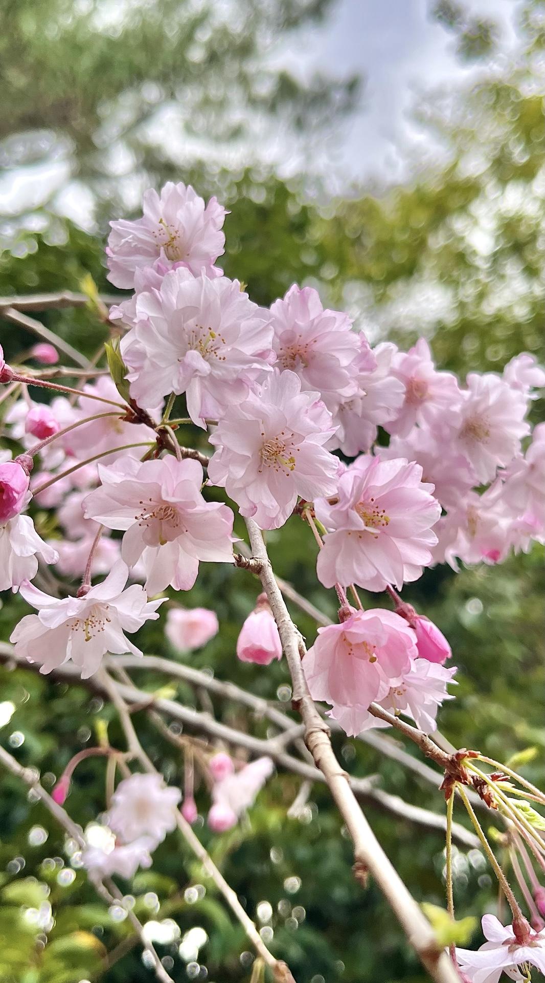 近くの公園に、すごく綺麗な枝垂れ桜🌸が... / chieさんのモーメント | YAMAP / ヤマップ