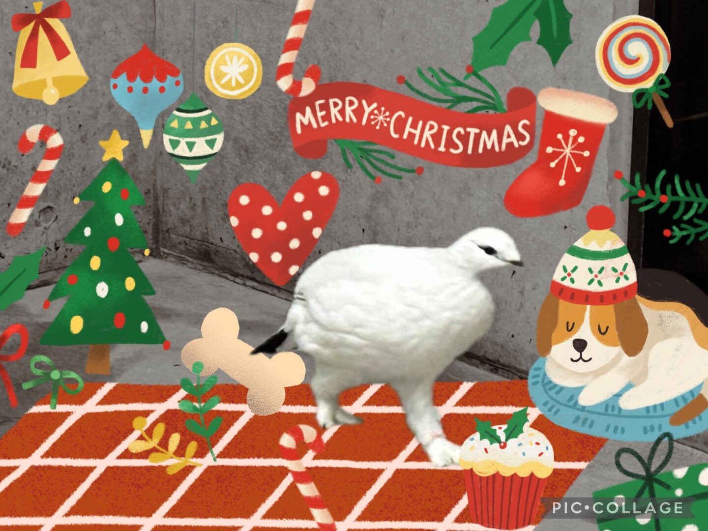 Merry Christmas‼︎ 🌲... / クー0504さんのモーメント | YAMAP / ヤマップ