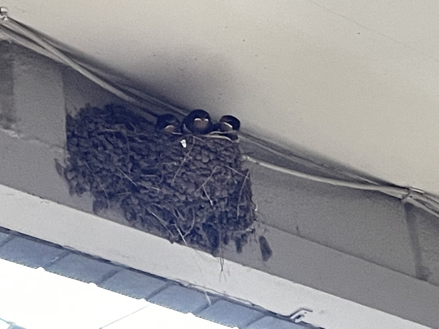 今年のツバメ18 夜は三羽とも巣に戻って... / osamさんのモーメント | YAMAP / ヤマップ