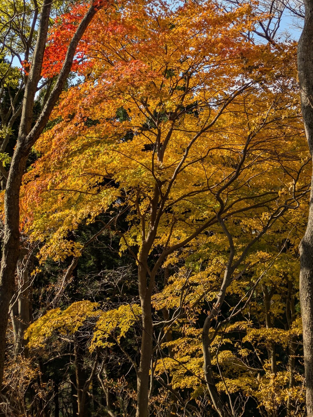 駒形山・経塚山・音羽山・束稲山 / Arさんの束稲山・音羽山・経塚山の活動日記 | YAMAP / ヤマップ
