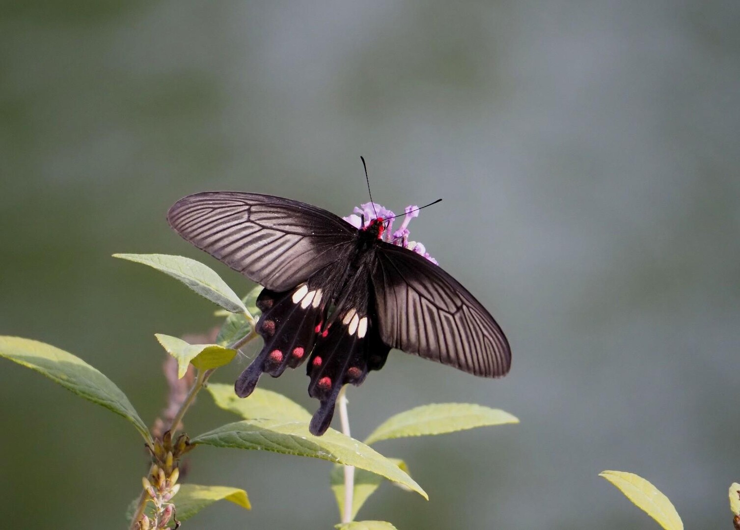 上海で逢えたベニモンアゲハ、人生初見でし... / JICKさんのモーメント | YAMAP / ヤマップ