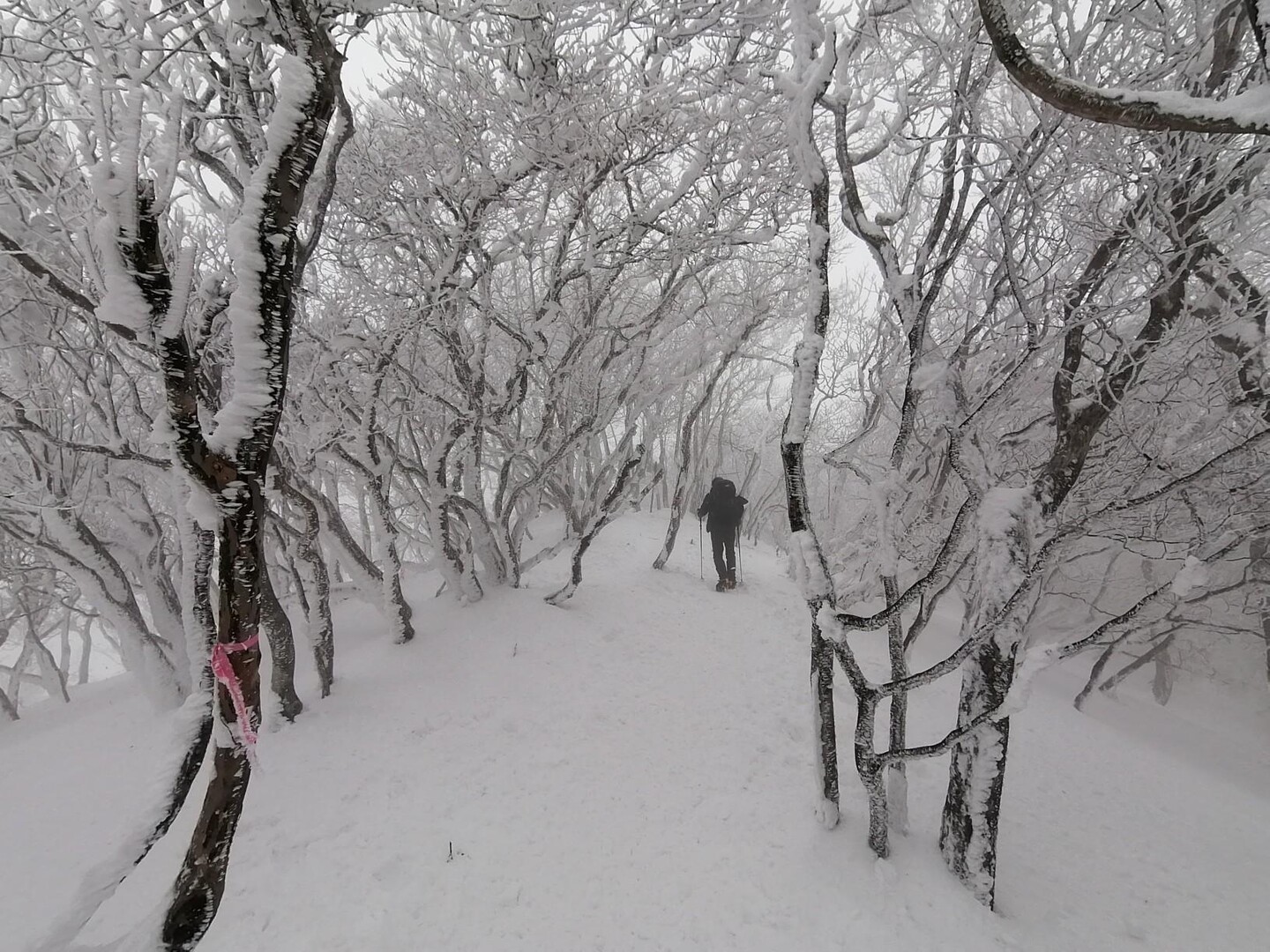 綿向山 / Hiroyoさんの綿向山の活動日記 | YAMAP / ヤマップ
