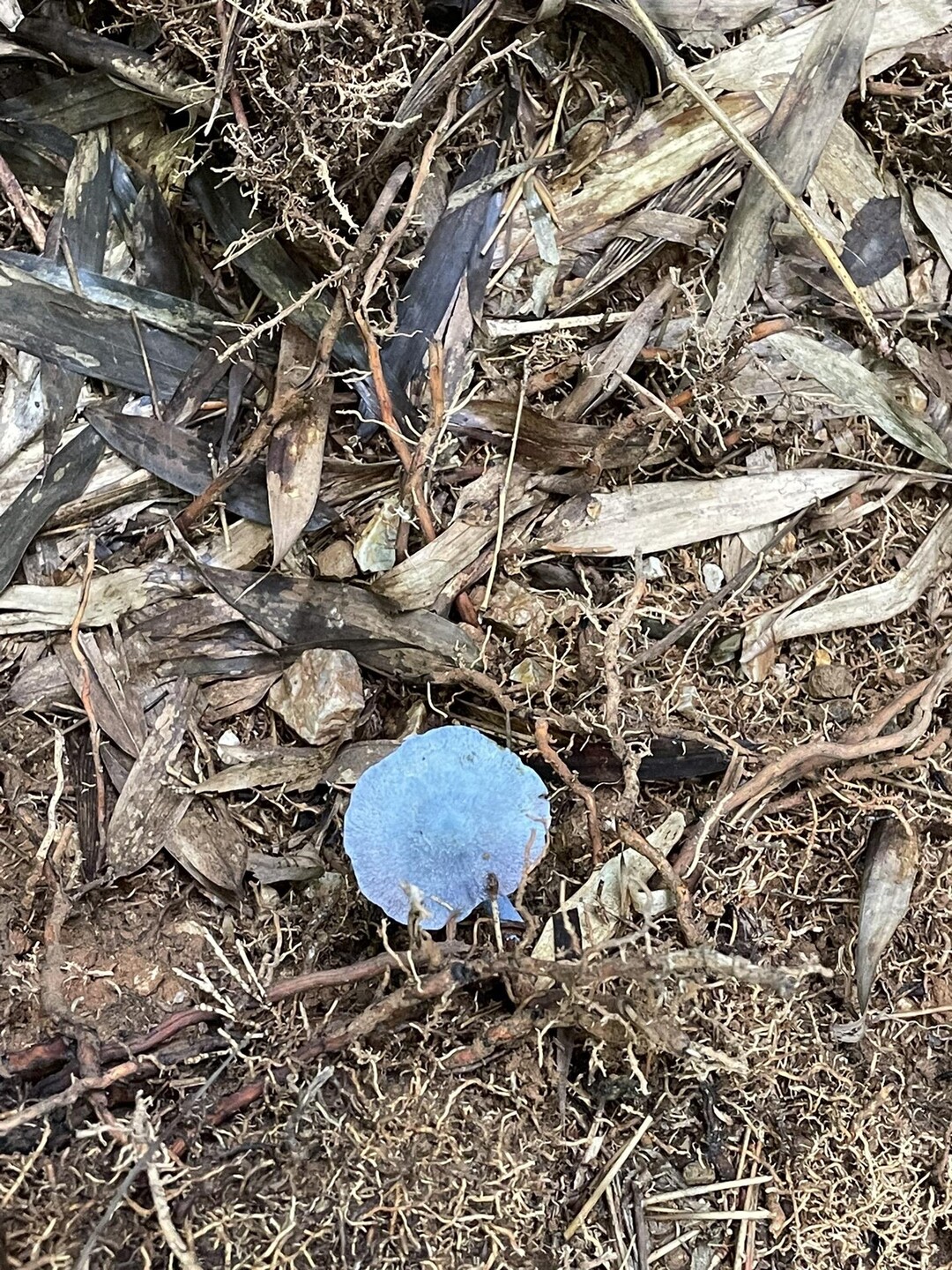 岩山 / JBT会員番号5さんの秋吉台の活動データ | YAMAP / ヤマップ