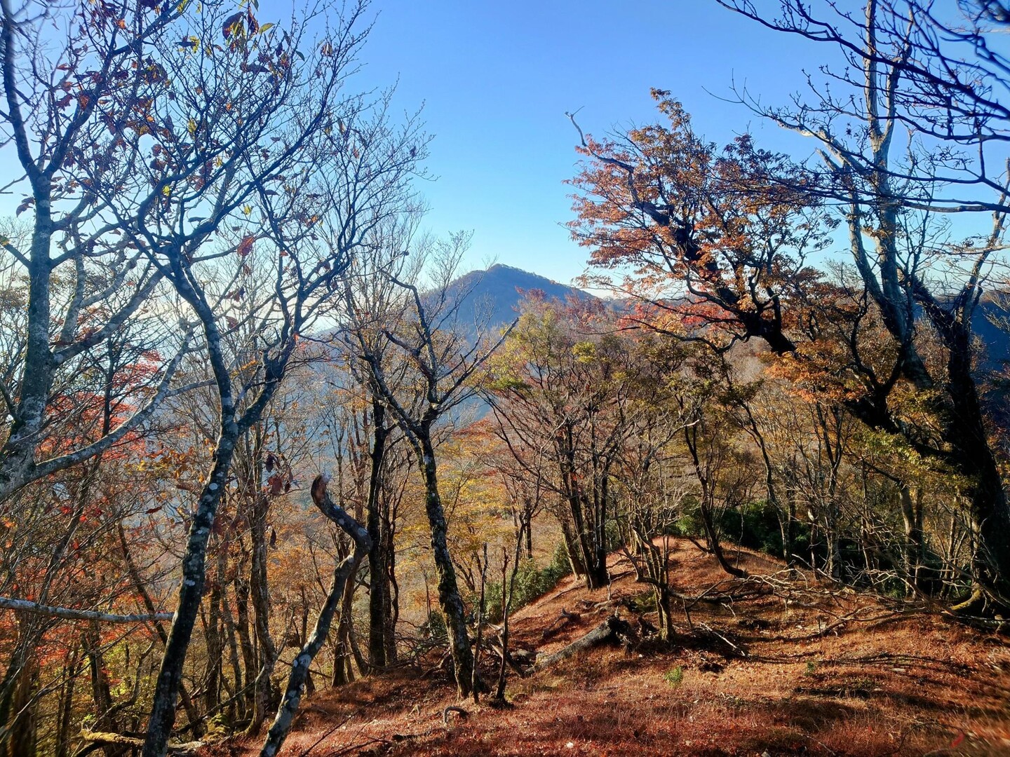 高塚山🎶を目指し North Kurekoを周回\(^o^)／ / SHIROさんの岩宇土山・白鳥山・銚子笠の活動データ | YAMAP / ヤマップ