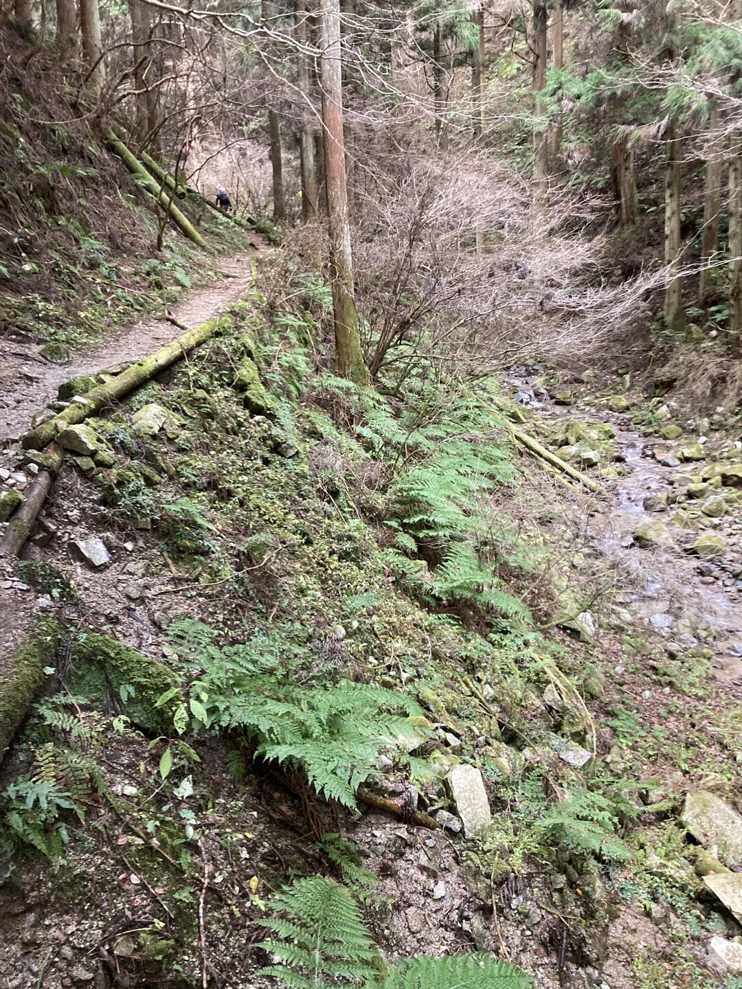 moppiさんの投稿したフィールドメモ | YAMAP / ヤマップ