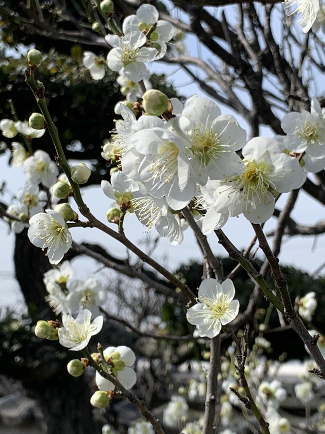 2023.03.05(日) 17:32 / テンテイさんのモーメント | YAMAP / ヤマップ