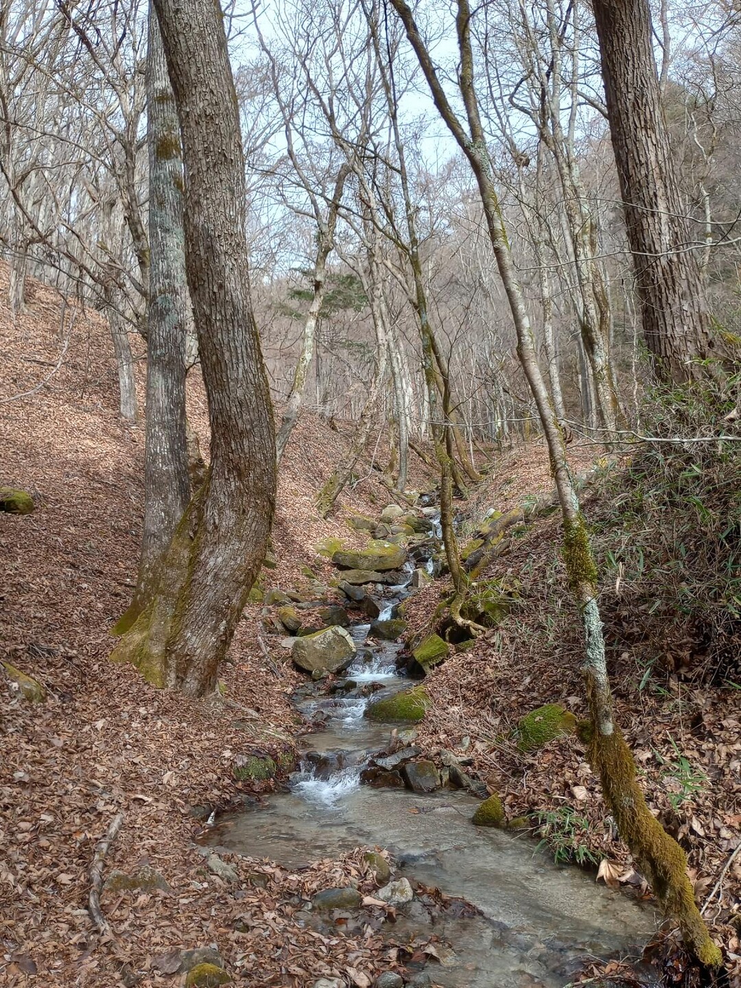 テント泊🏔1泊⛺笠取山🚘車で行く登山 / GNMTさんの和名倉山・笠取山・東仙波の活動データ | YAMAP / ヤマップ
