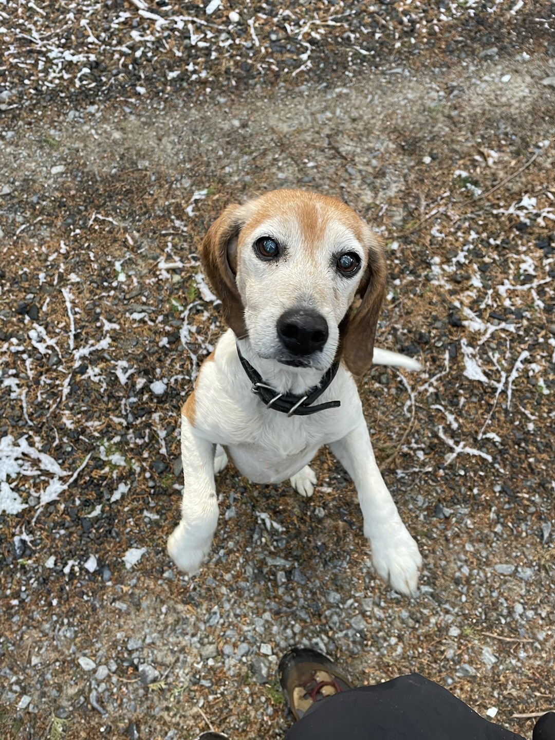 待ち伏せの🐶りんちゃん 高塔山・樽山 / しげるさんの烏帽子岳の活動データ | YAMAP / ヤマップ