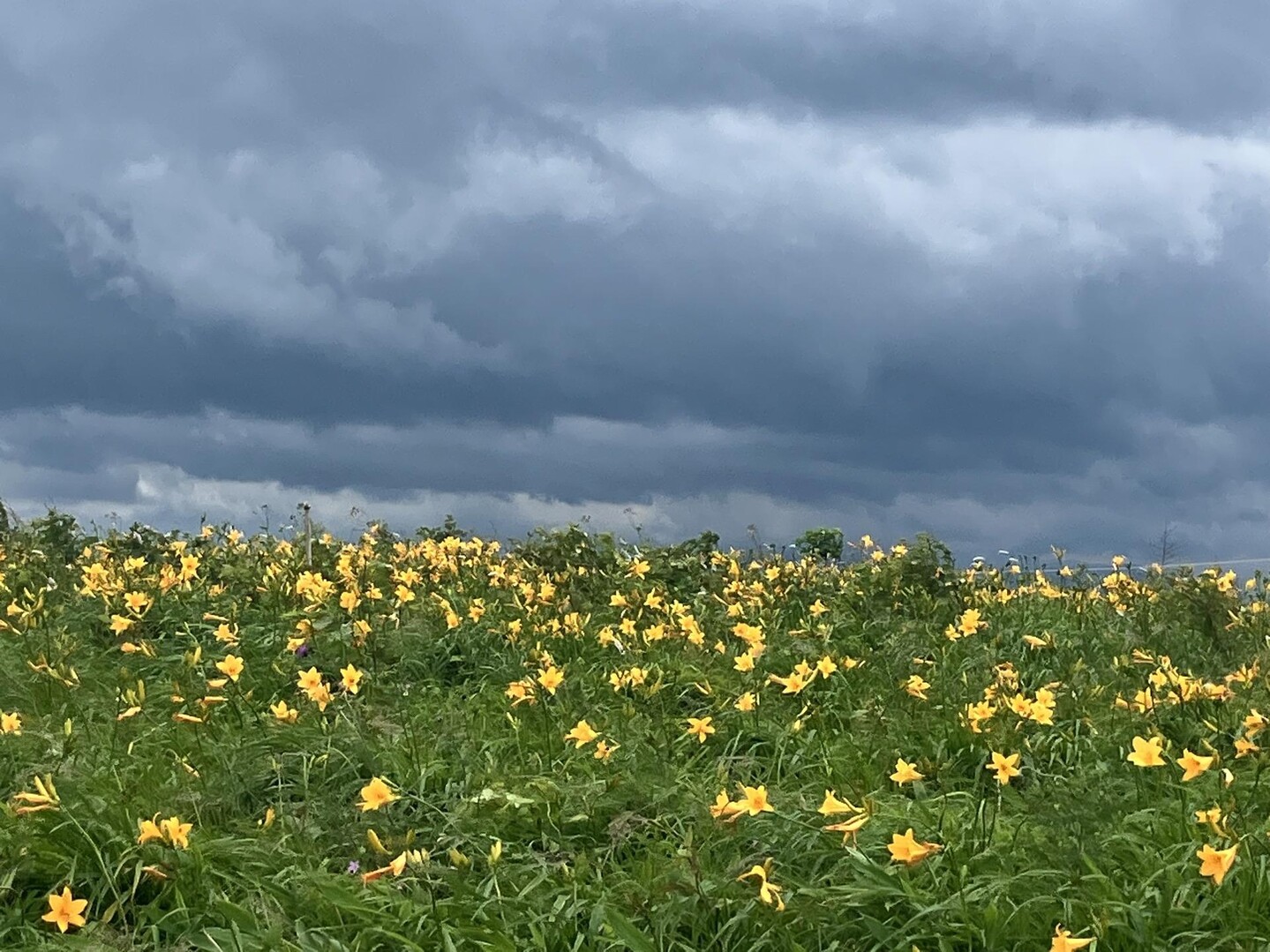 霧ヶ峰（車山） / Reyさんの霧ヶ峰・車山・大笹峰の活動データ | YAMAP / ヤマップ
