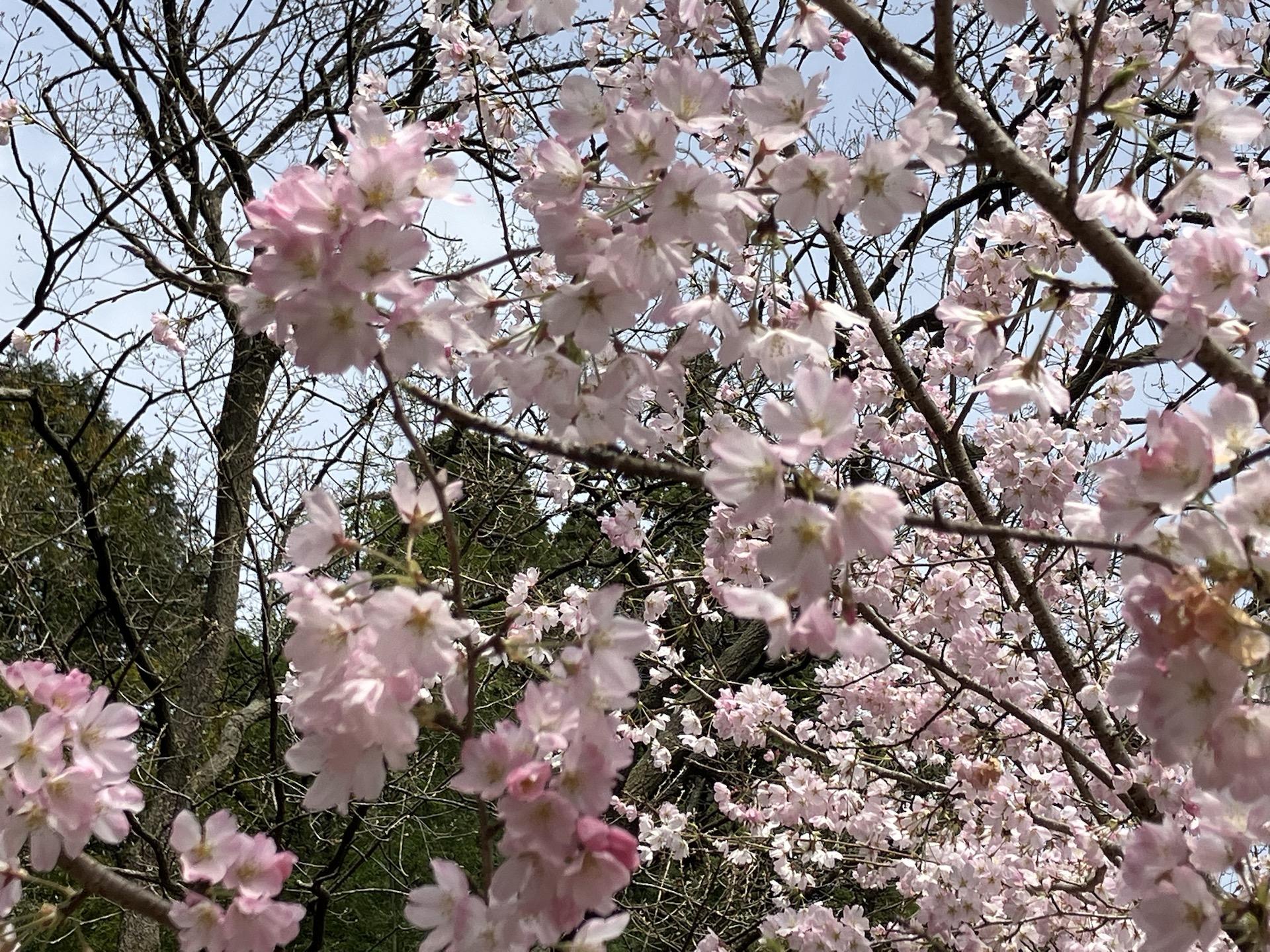 人吉 小旅行 take2 春爛漫 桜の水... / クスチャンさんのモーメント | YAMAP / ヤマップ