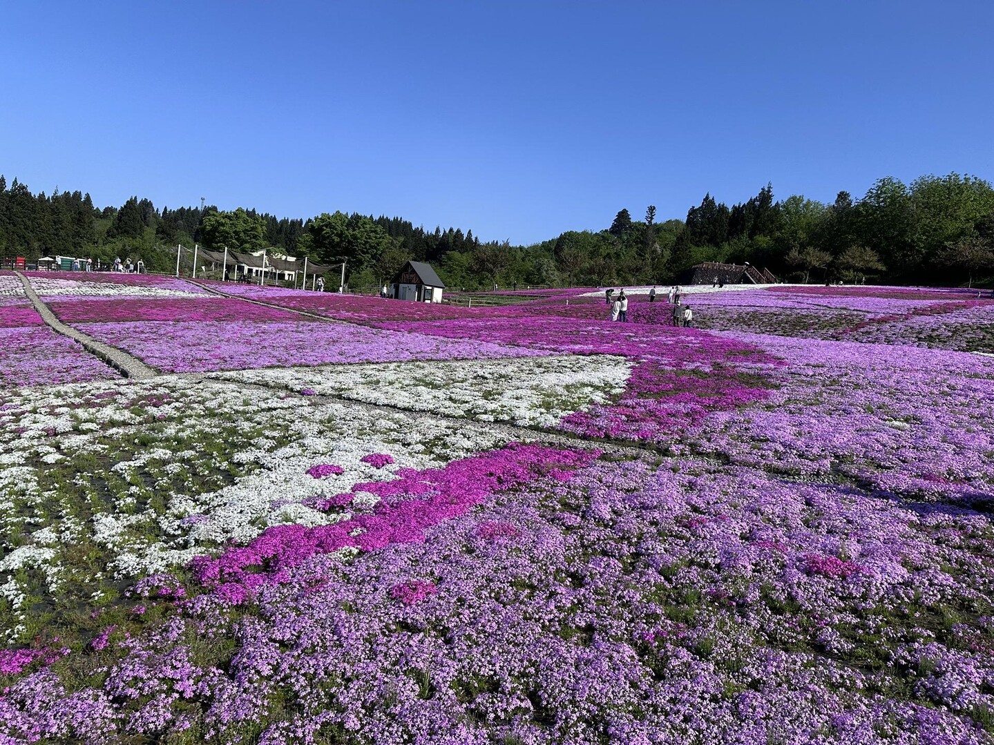 月見の峰 / maiさんの魚沼市（中心部）の活動データ | YAMAP / ヤマップ